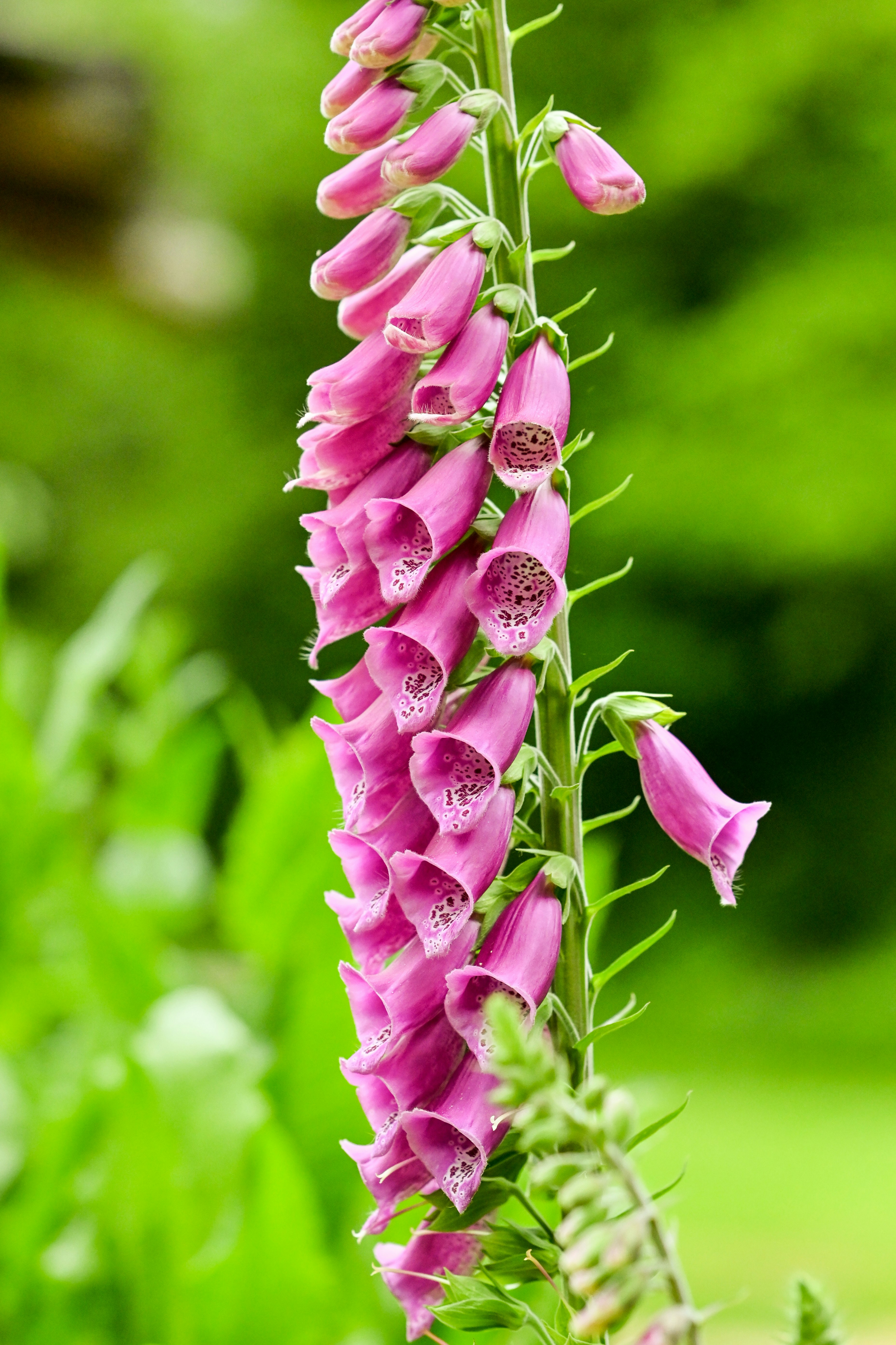 Fleur De Digitale Photos | Télécharger des images gratuites sur Unsplash