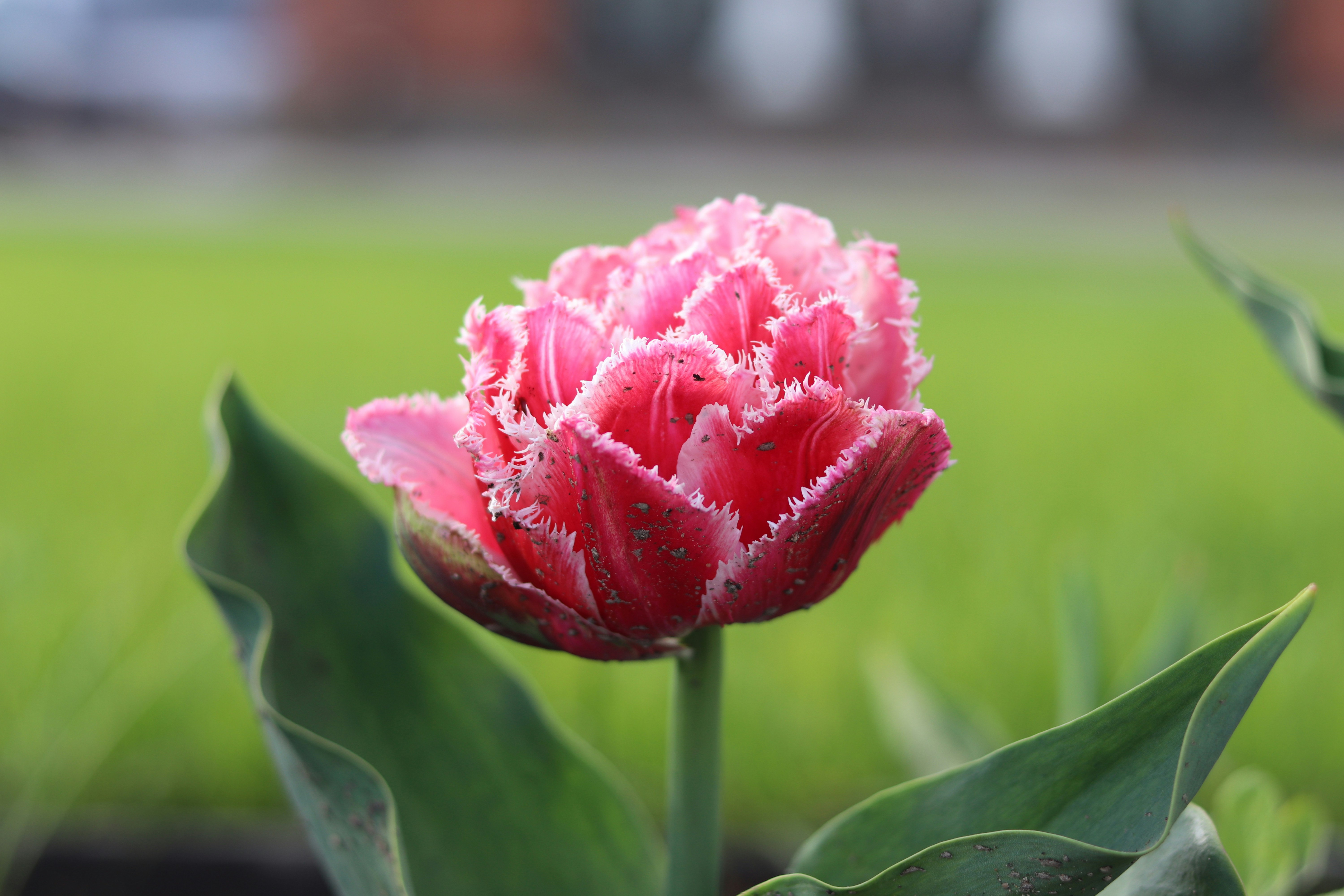 Frosted Pink Tulip: a Macro Portrait with Velvet Green Backdrop