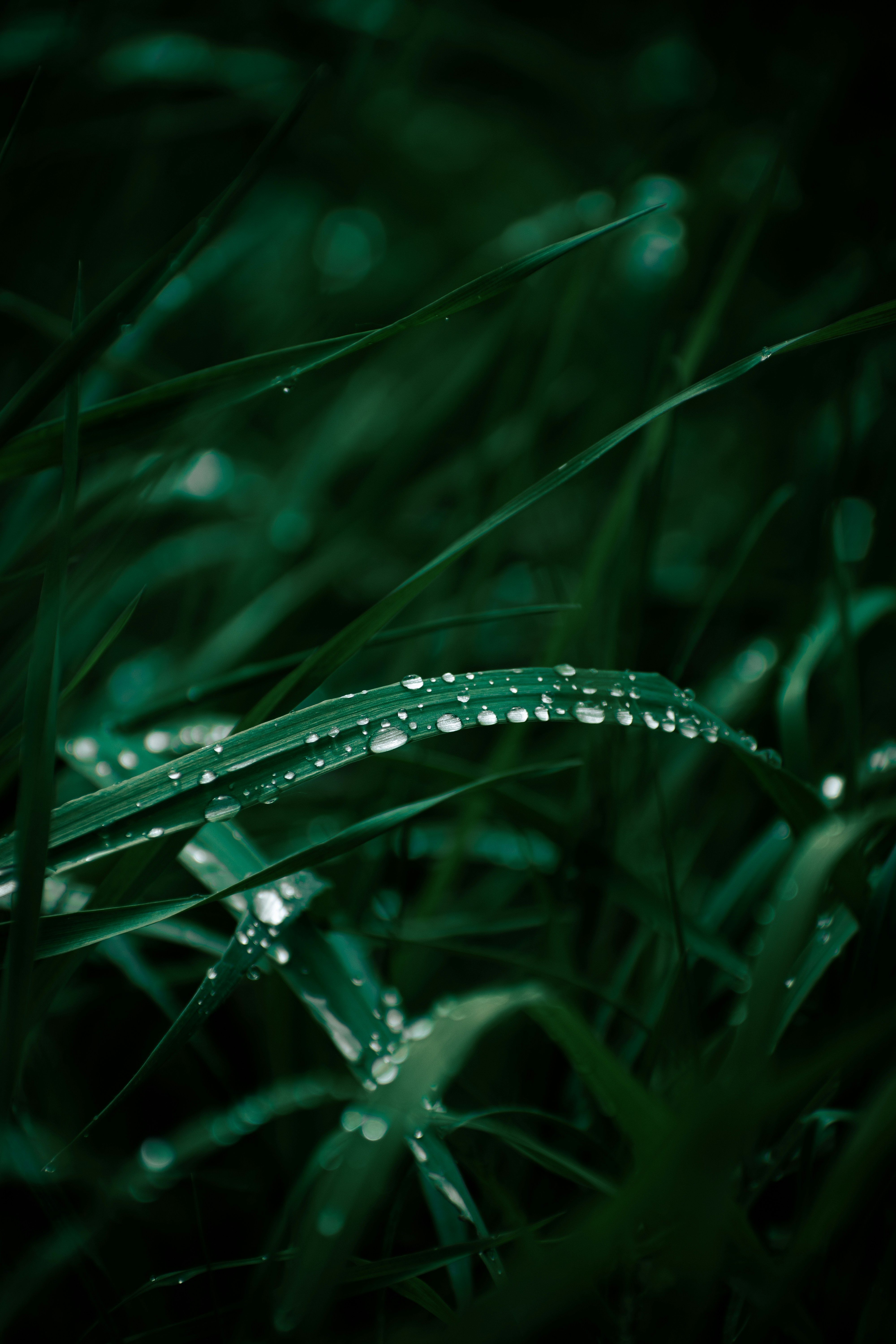 Close-up of dew-covered grass blades glistening in soft light, highlighting the intricate details of nature's morning touch.