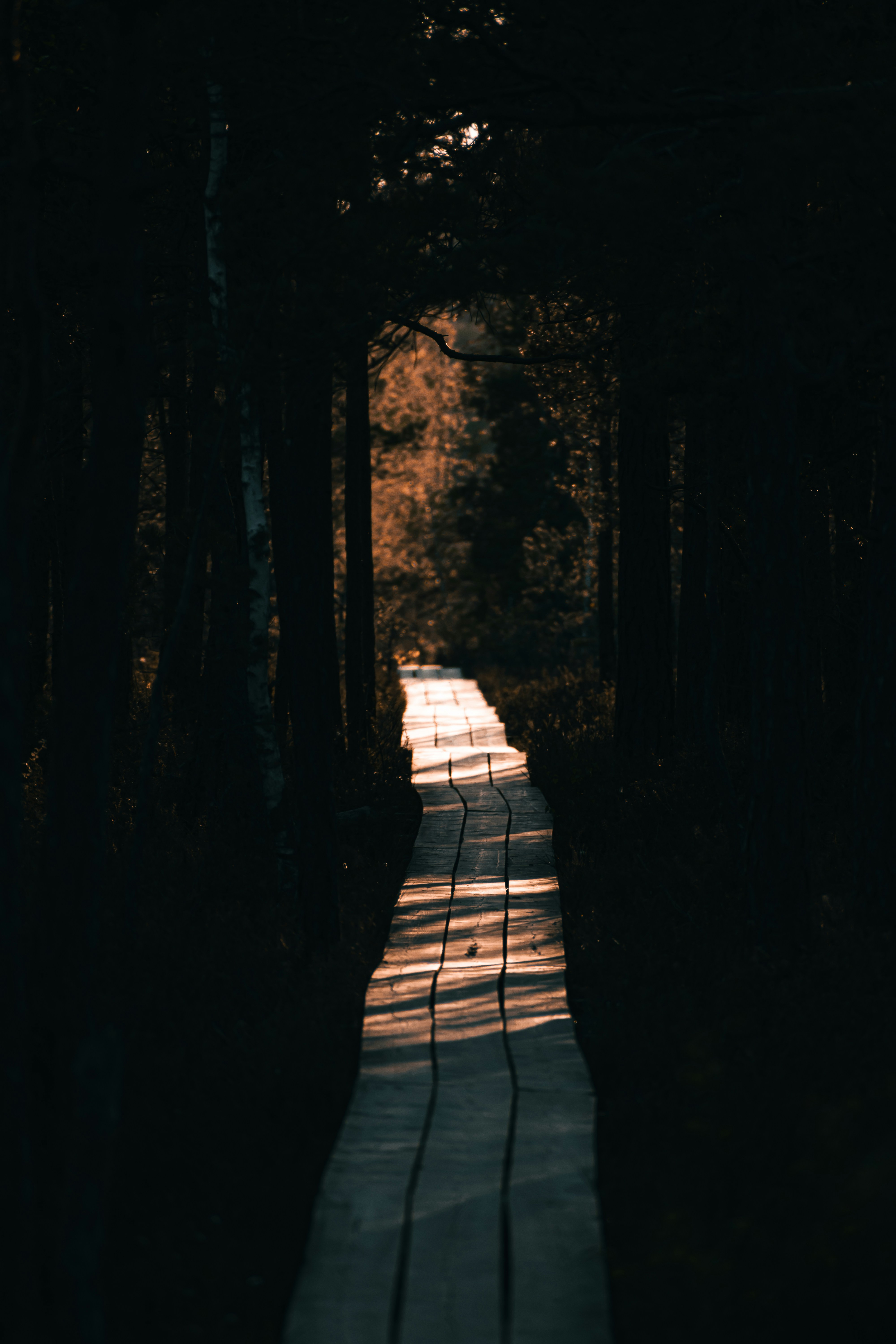 Un chemin au milieu d’une forêt sombre photo – Photo Lettonia Gratuite ...
