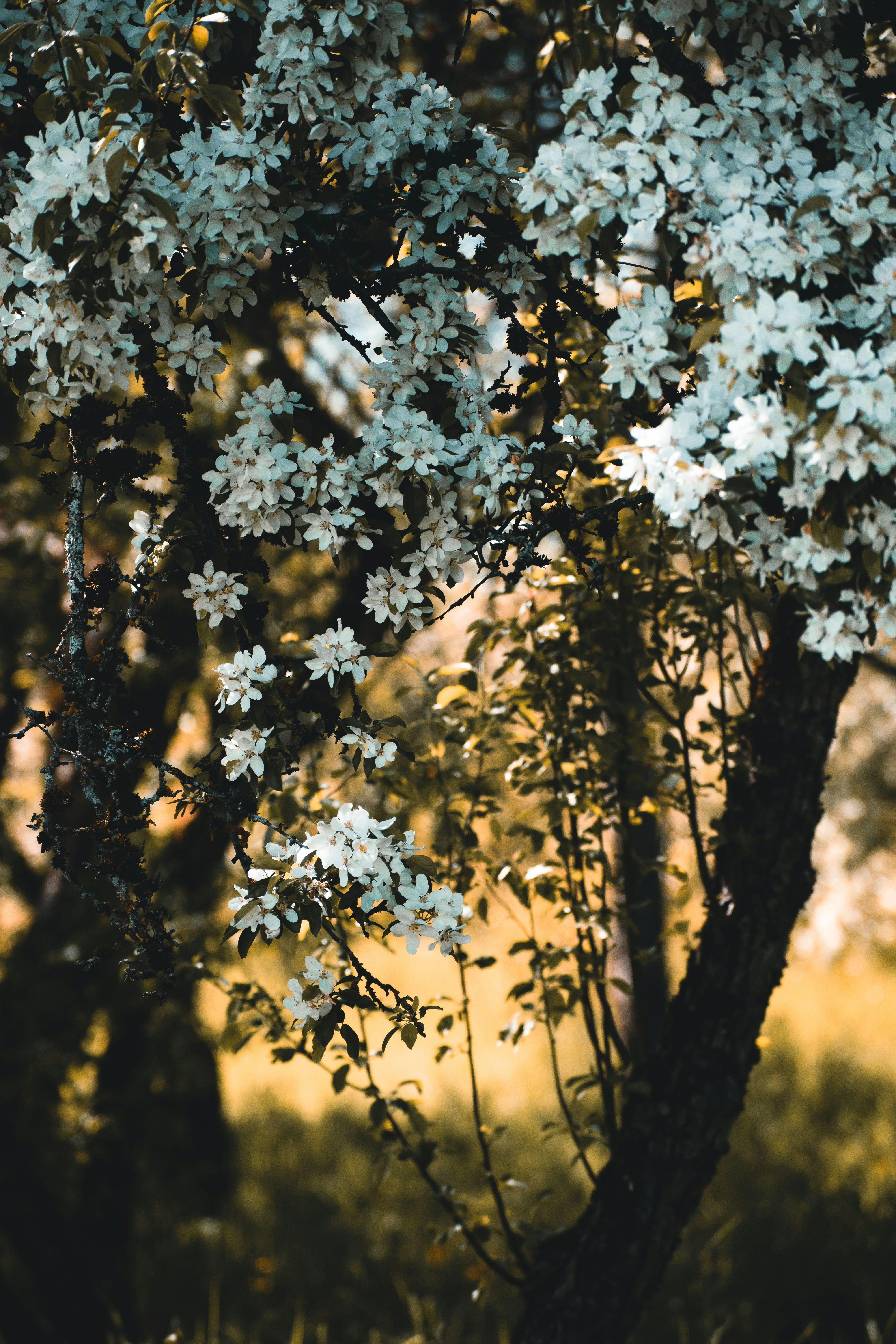 Spring Nature Photography Tumblr