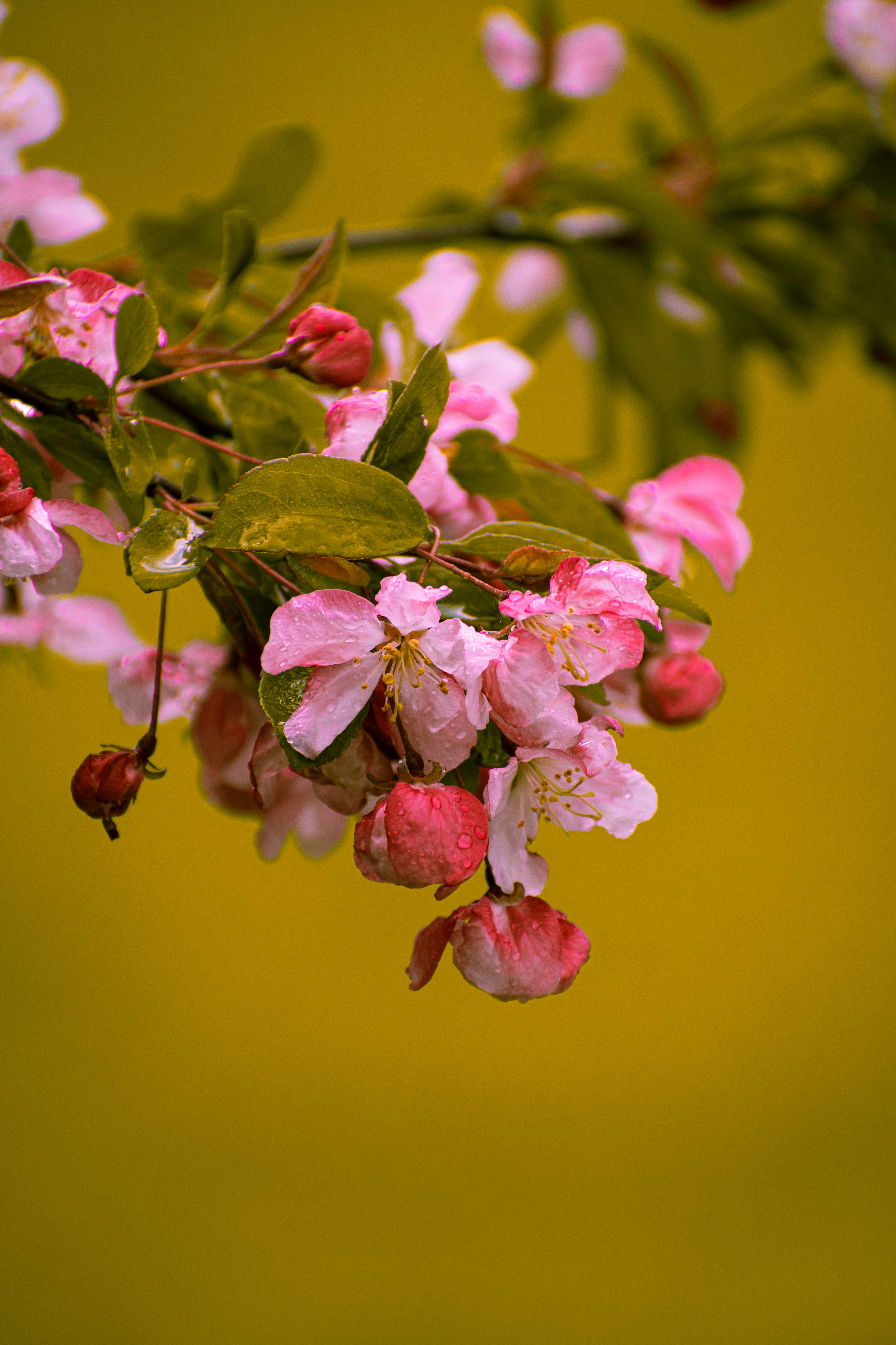 Pink Blossom Cluster Bathed in Warm Golden Bokeh