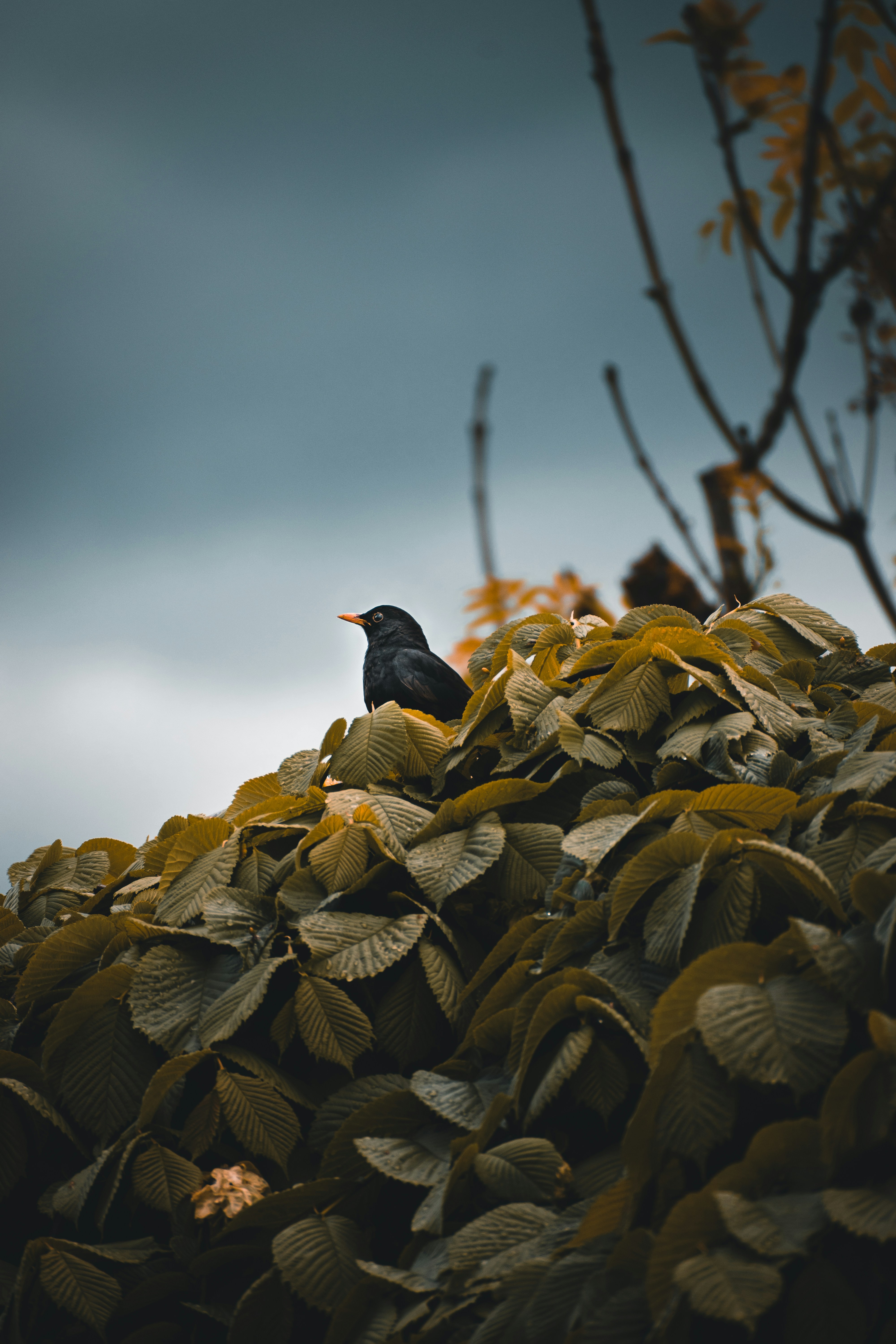 Lone Blackbird on a Velvet Hedge Beneath a Moody Sky