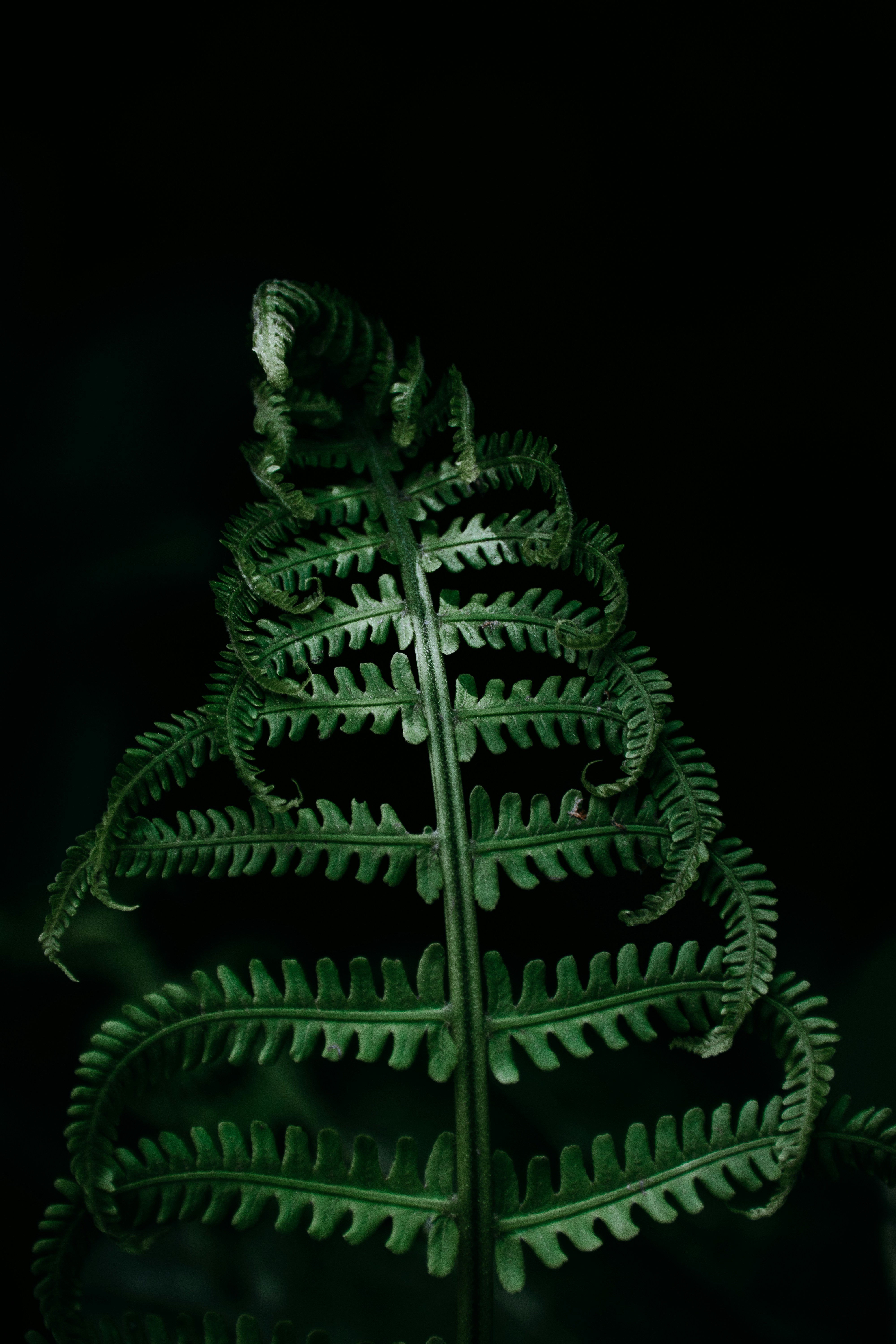 Luminous Fern Frond: Structure and Texture in Velvet Darkness
