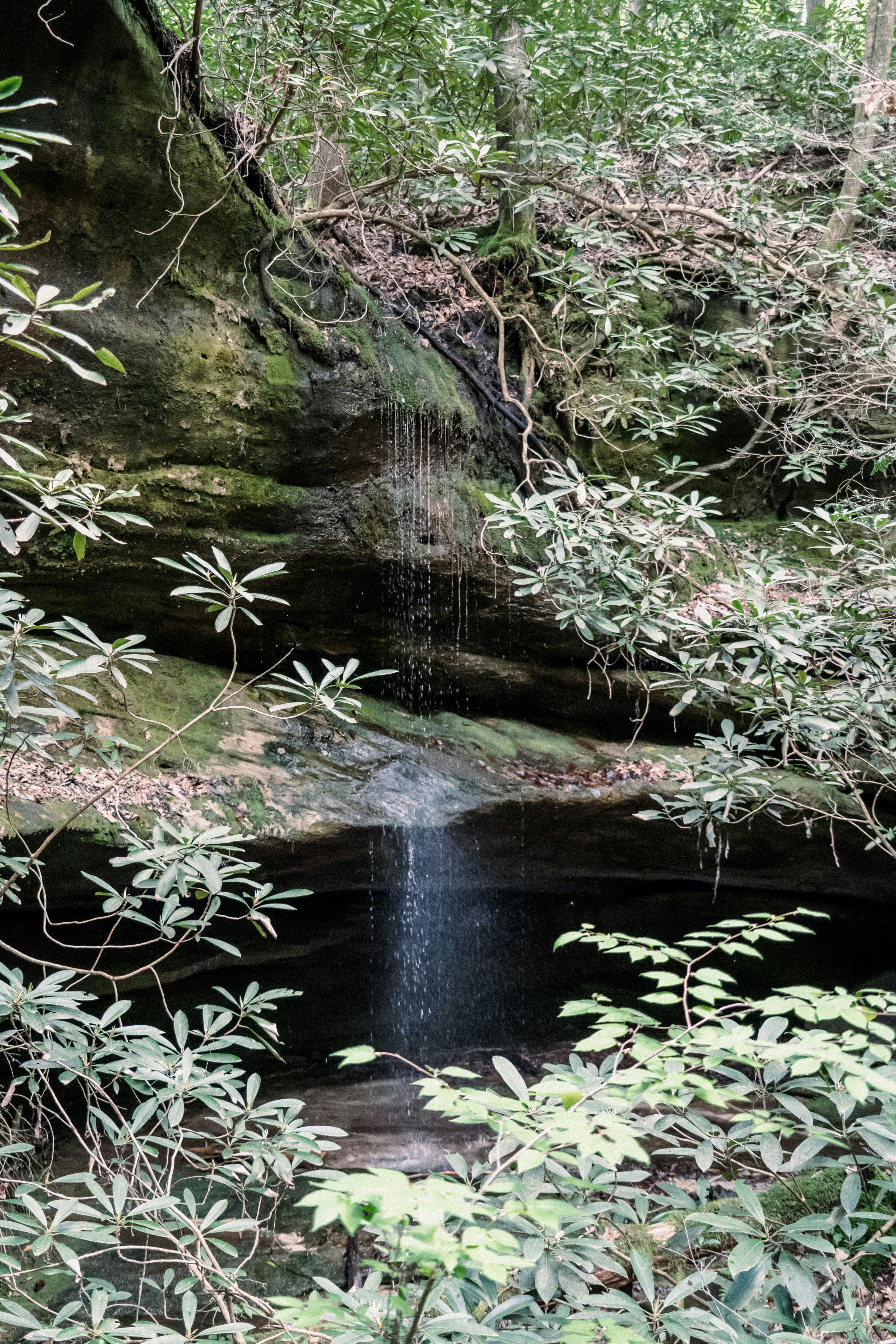 Whispering Falls in a Mossy Rock Alcove, Framed by Green Canopy