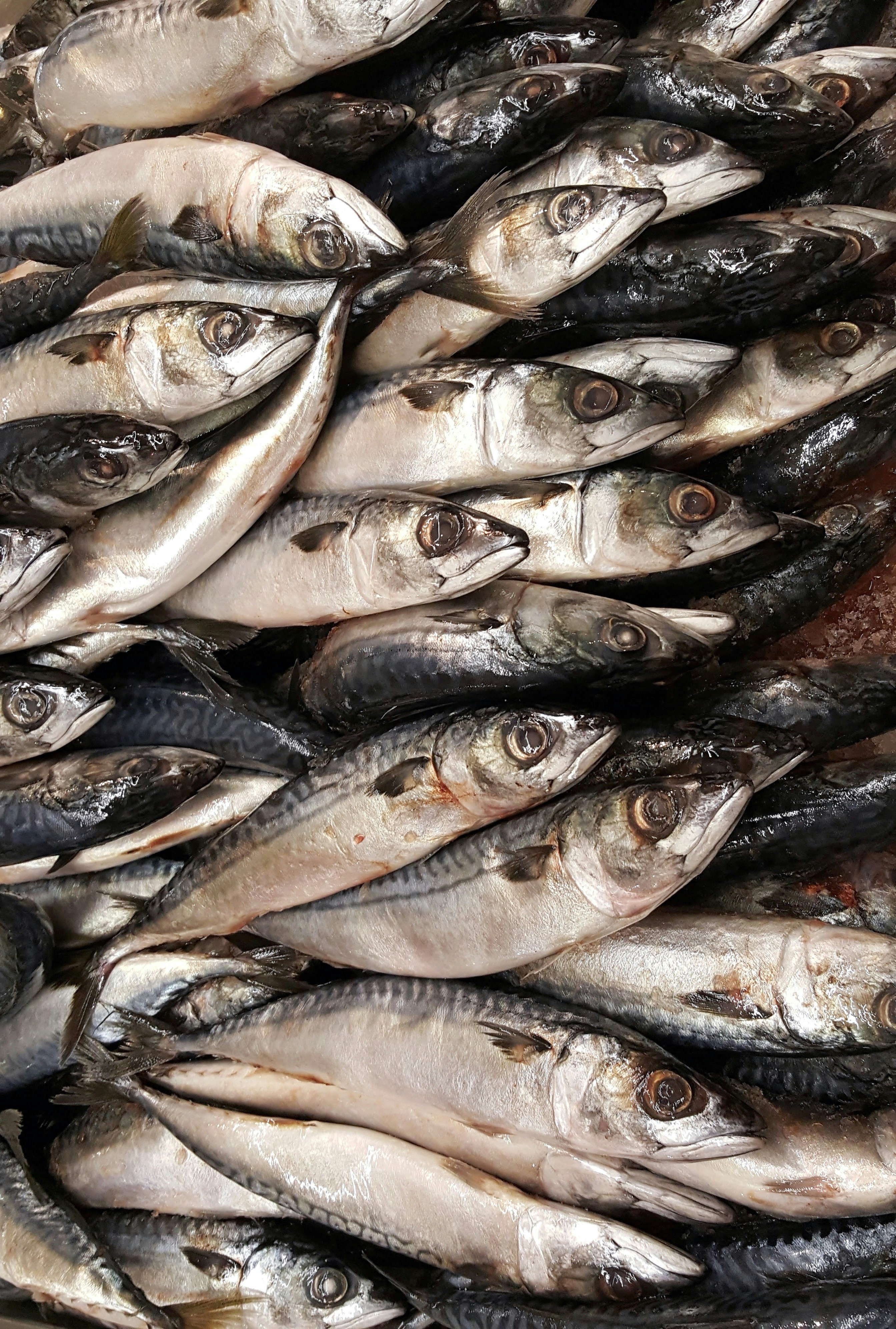 A bunch of fish that are on a table photo – Free Grey Image on Unsplash