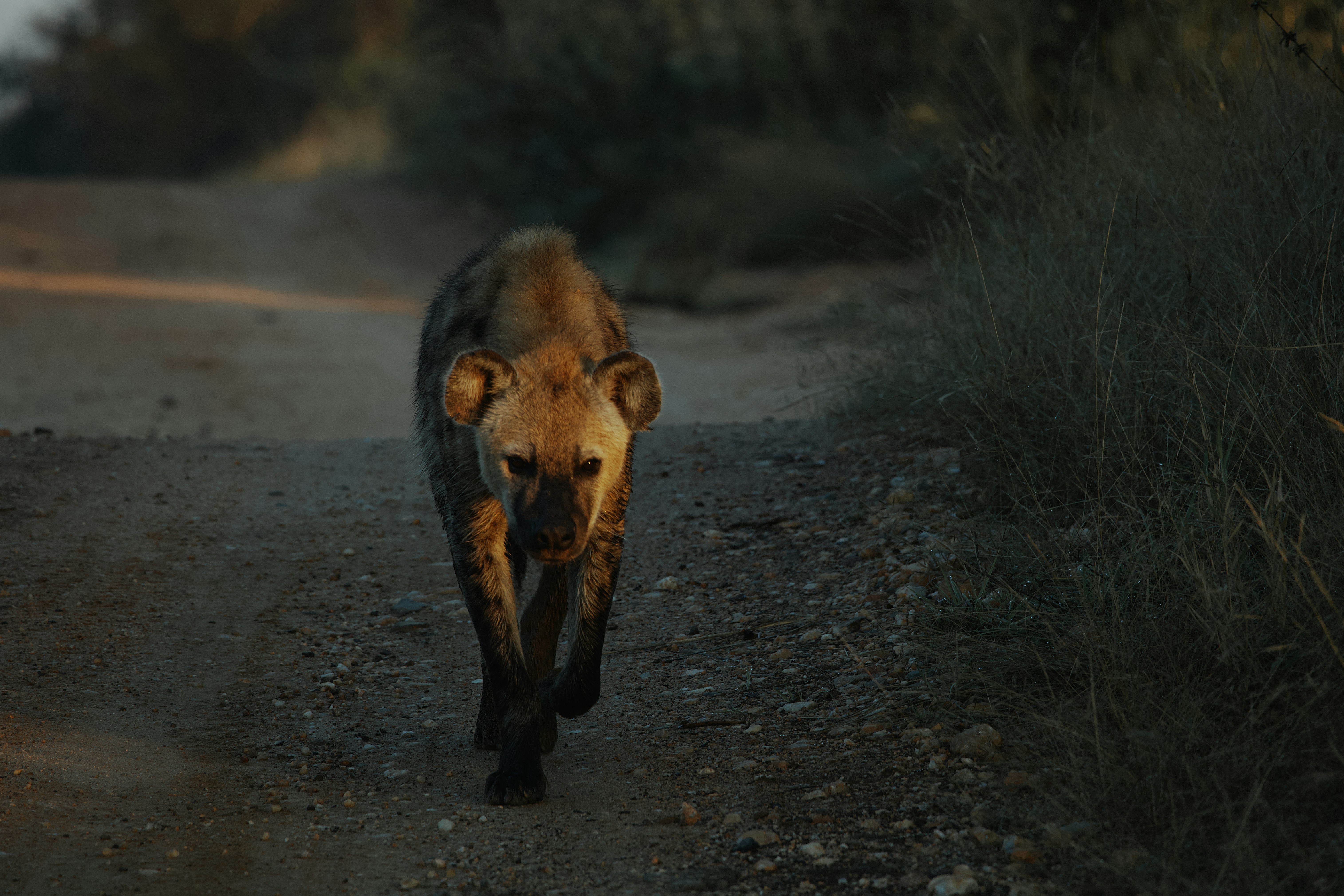 Midnight Stalker: A lone lioness on a dusty corridor