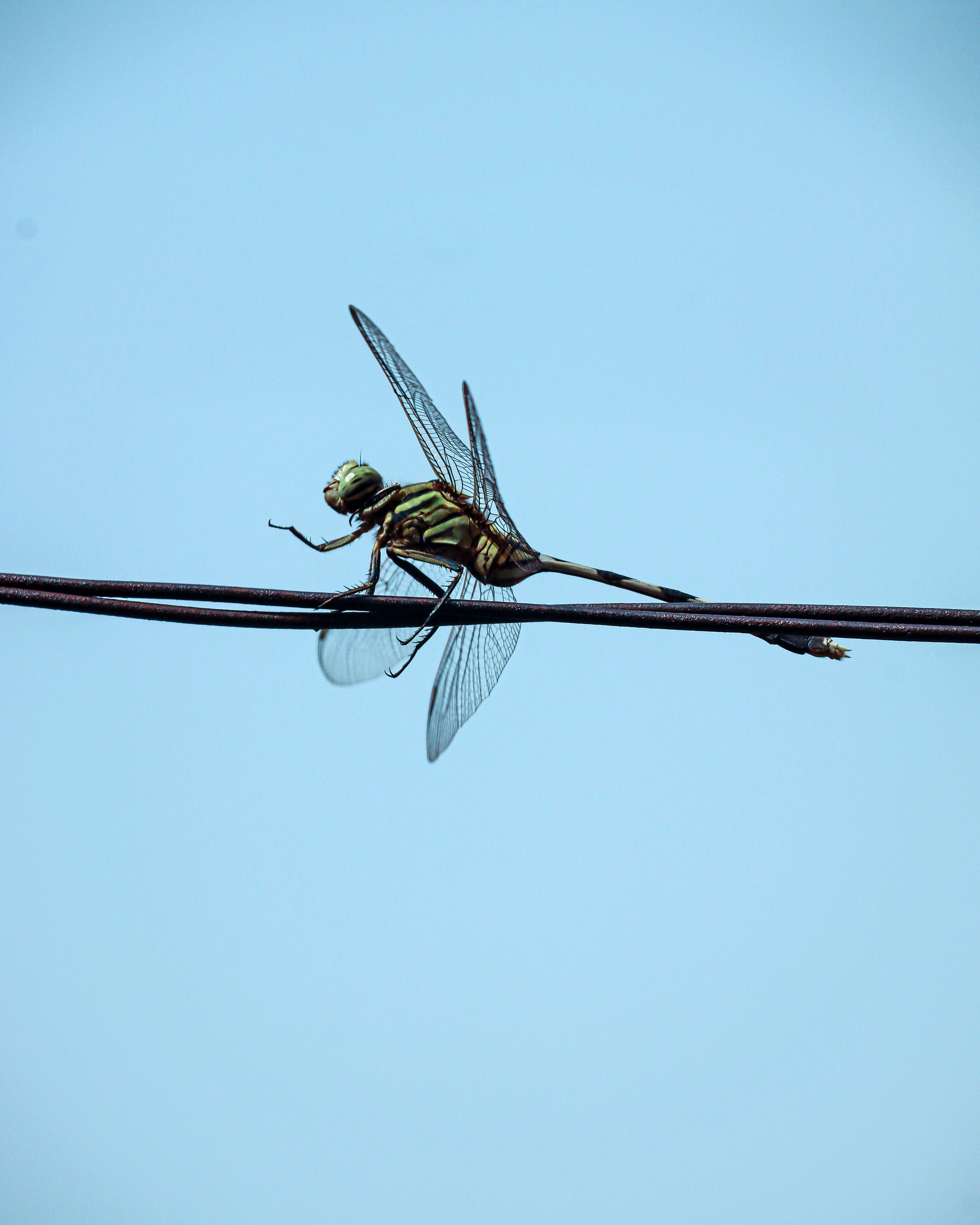 A dragon flys across the sky on a wire photo – Free Bhilai Image on ...