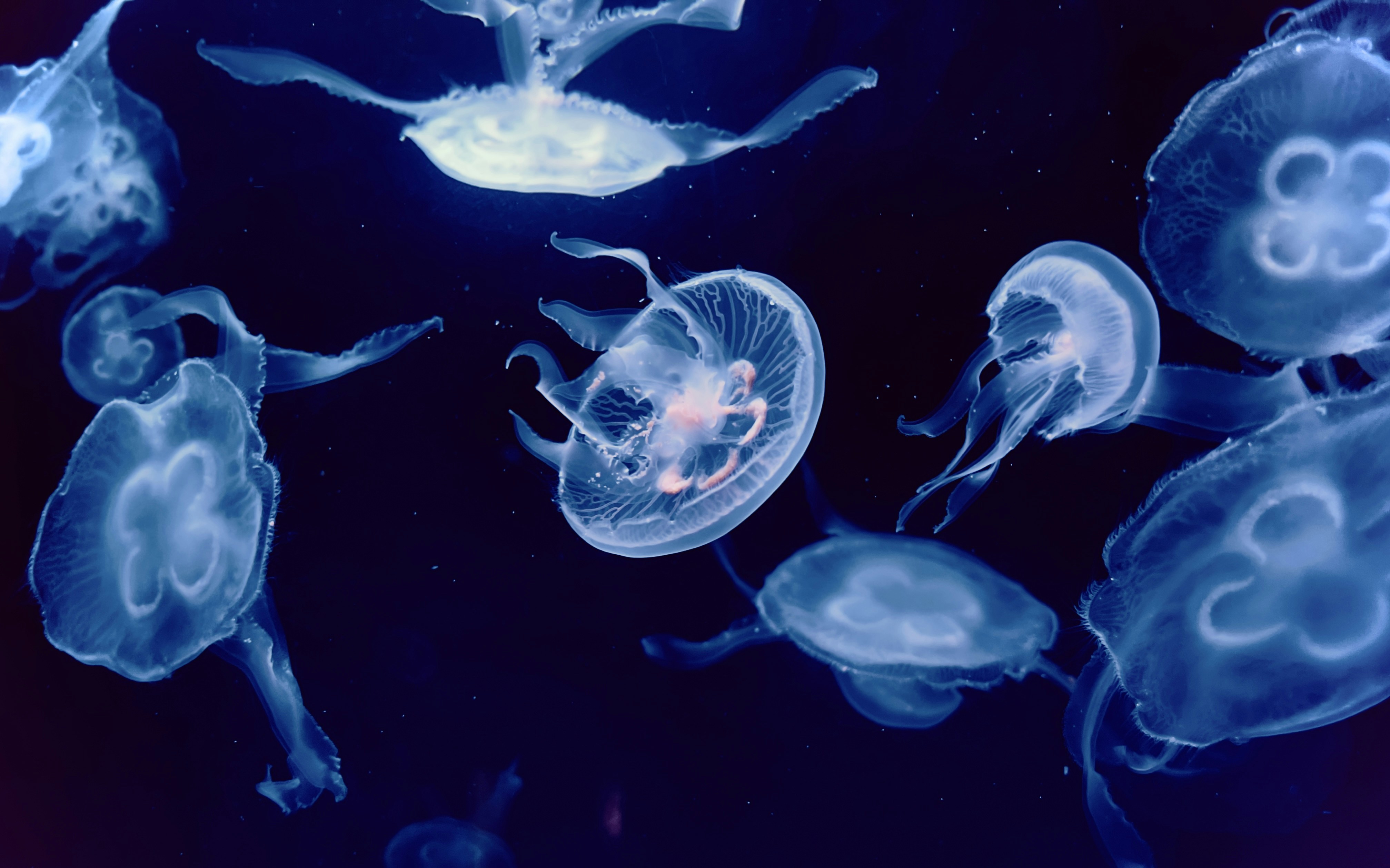 Translucent jellyfish gracefully floating in a deep blue aquatic environment, showcasing their delicate forms and bioluminescence.