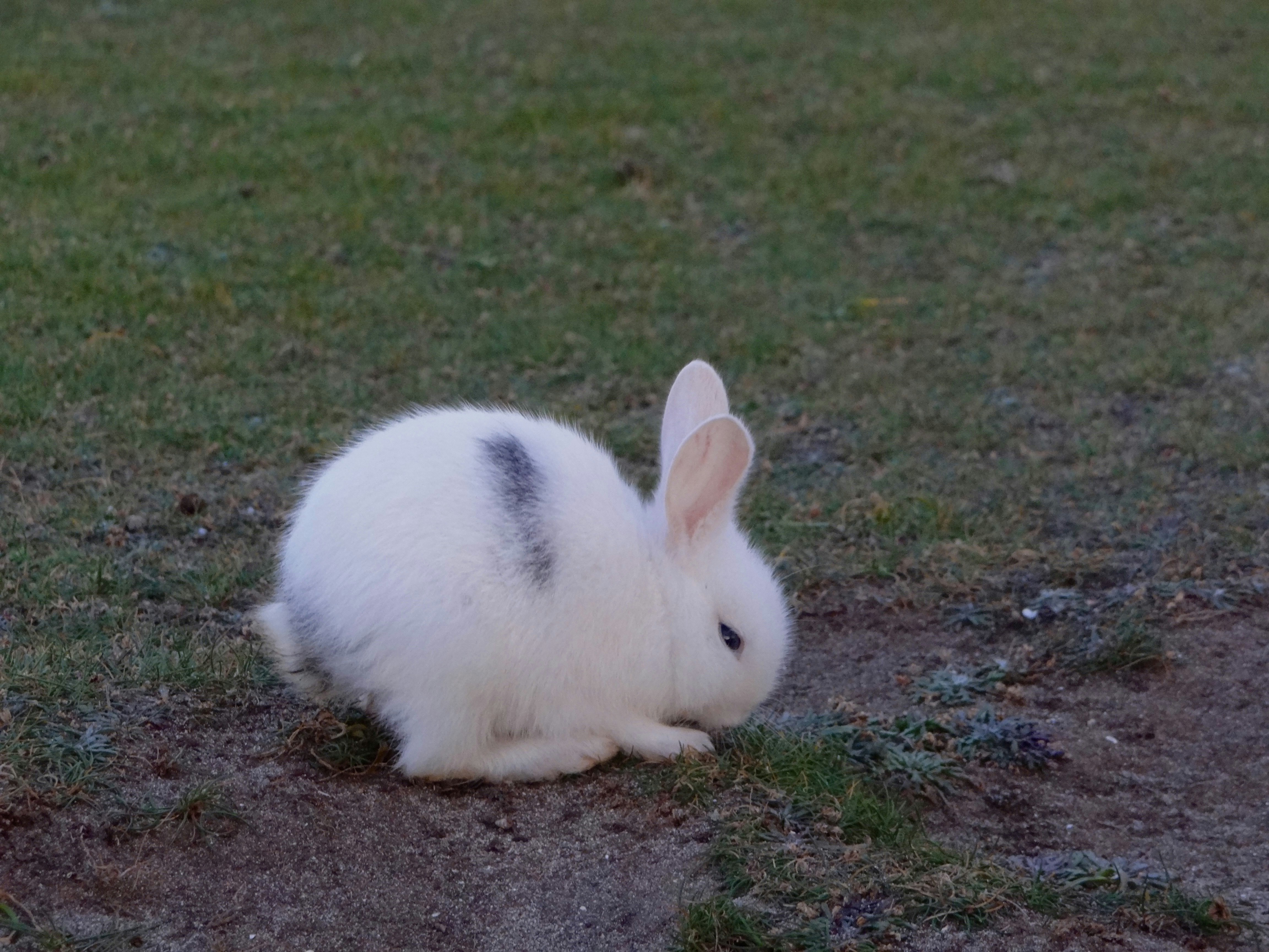 Close-up photograph of a fluffy white rabbit foraging on a grassy patch, its soft fur and a subtle gray patch catching the light.