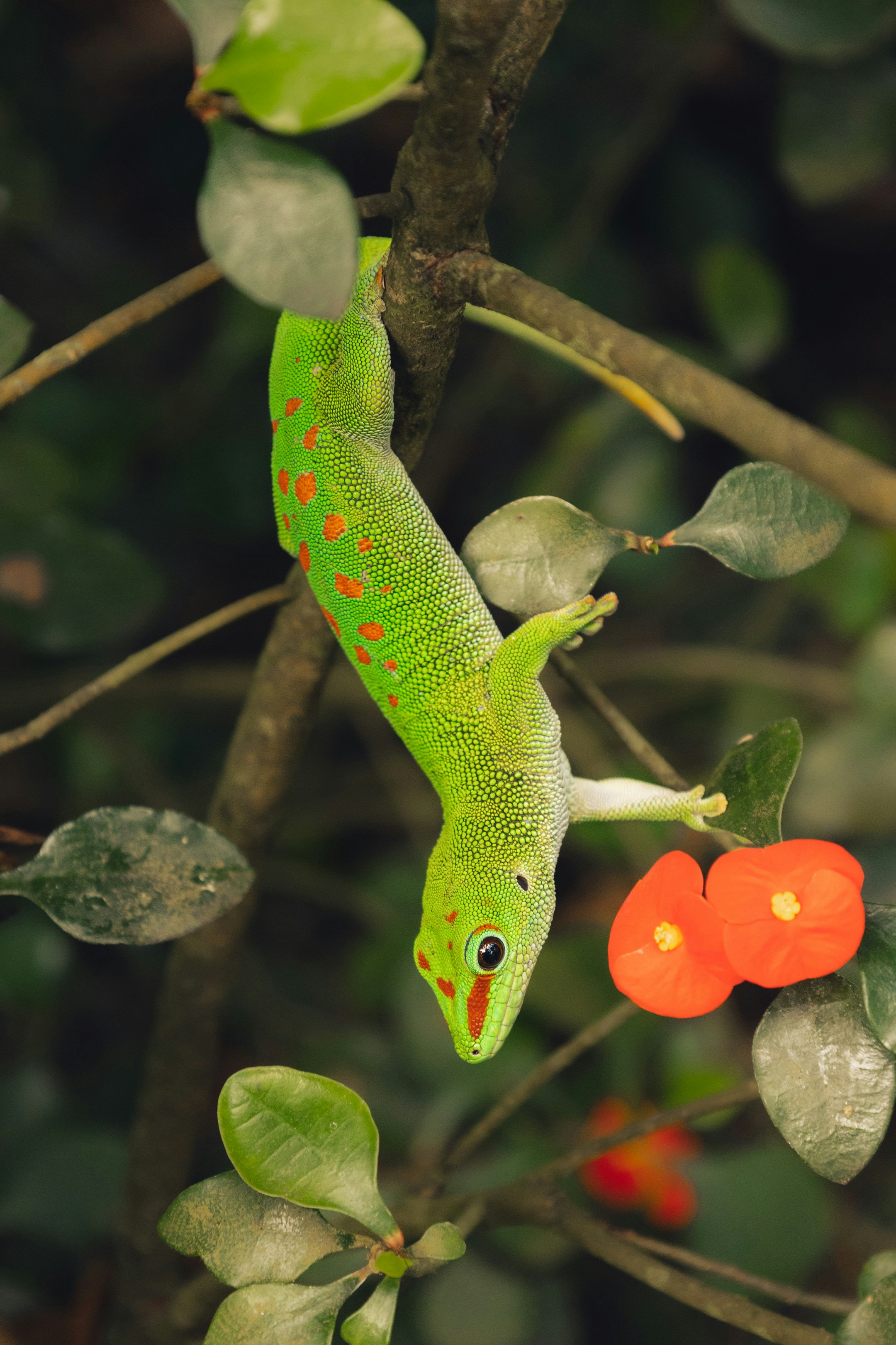 A green gecko with red spots gracefully hangs from a branch, surrounded by lush green leaves and bright orange flowers.