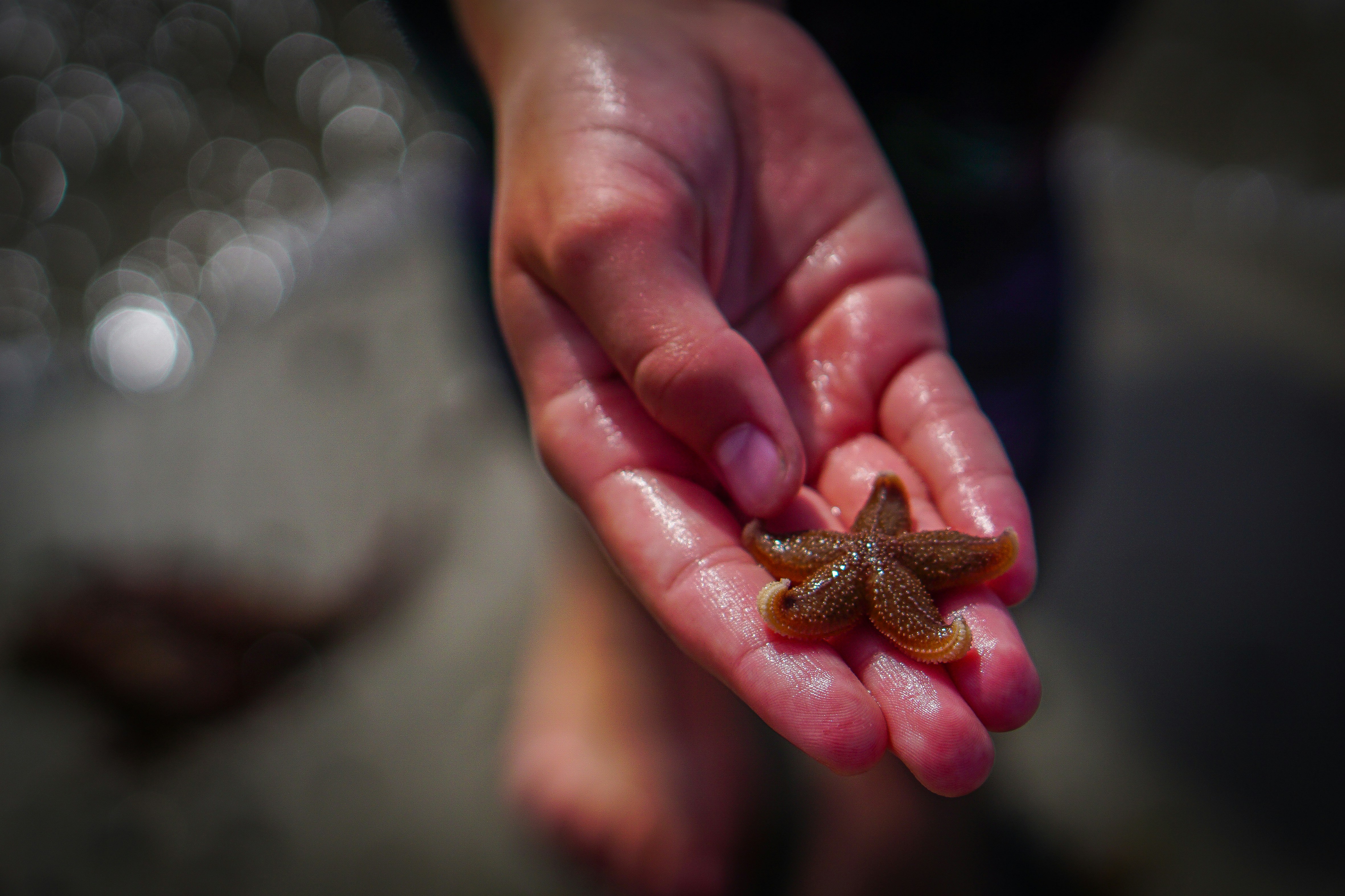 Child's hand cradling a small starfish against a blurred beach backdrop, highlighting a moment of connection with marine life.