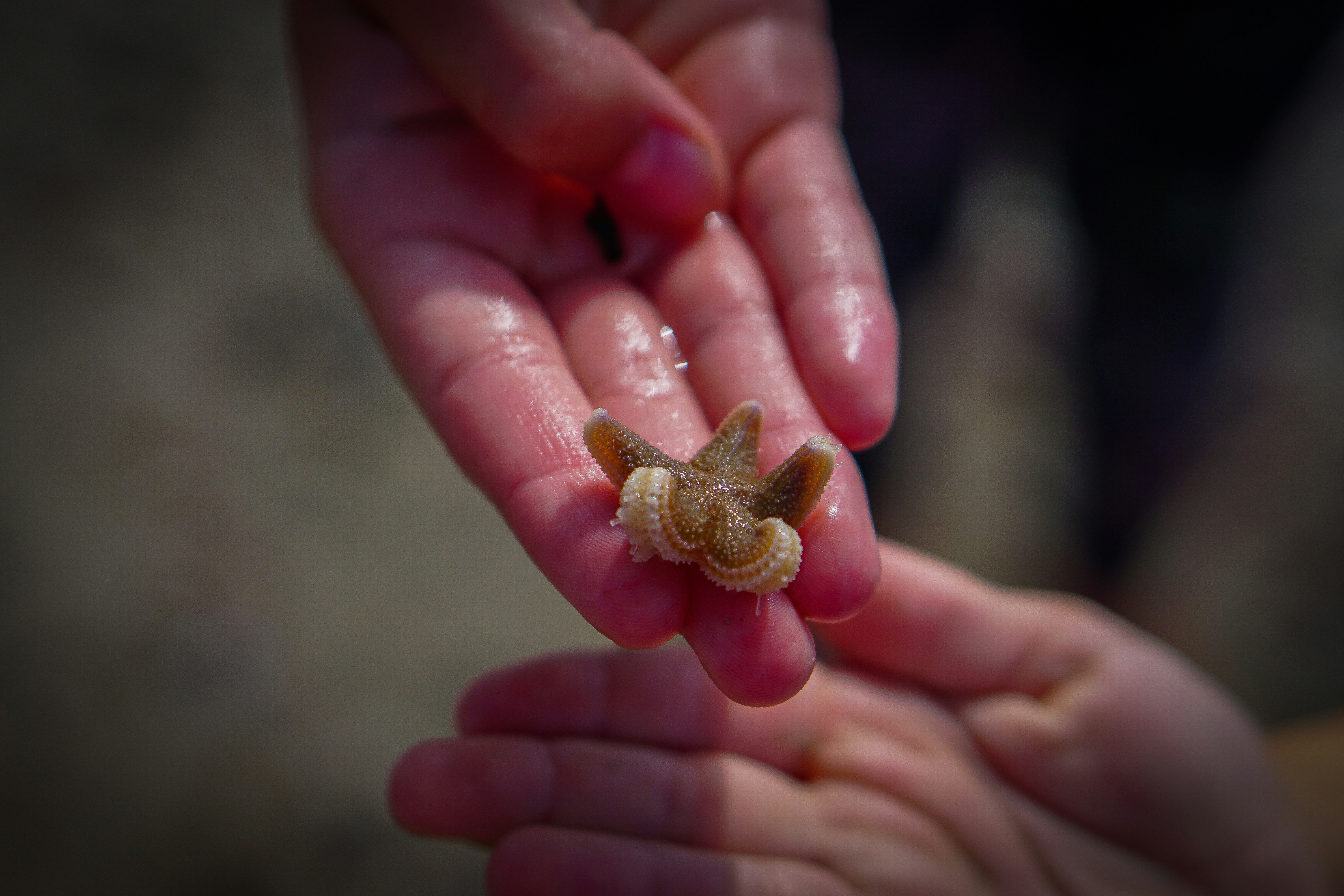 a person holding a tiny animal in their hands