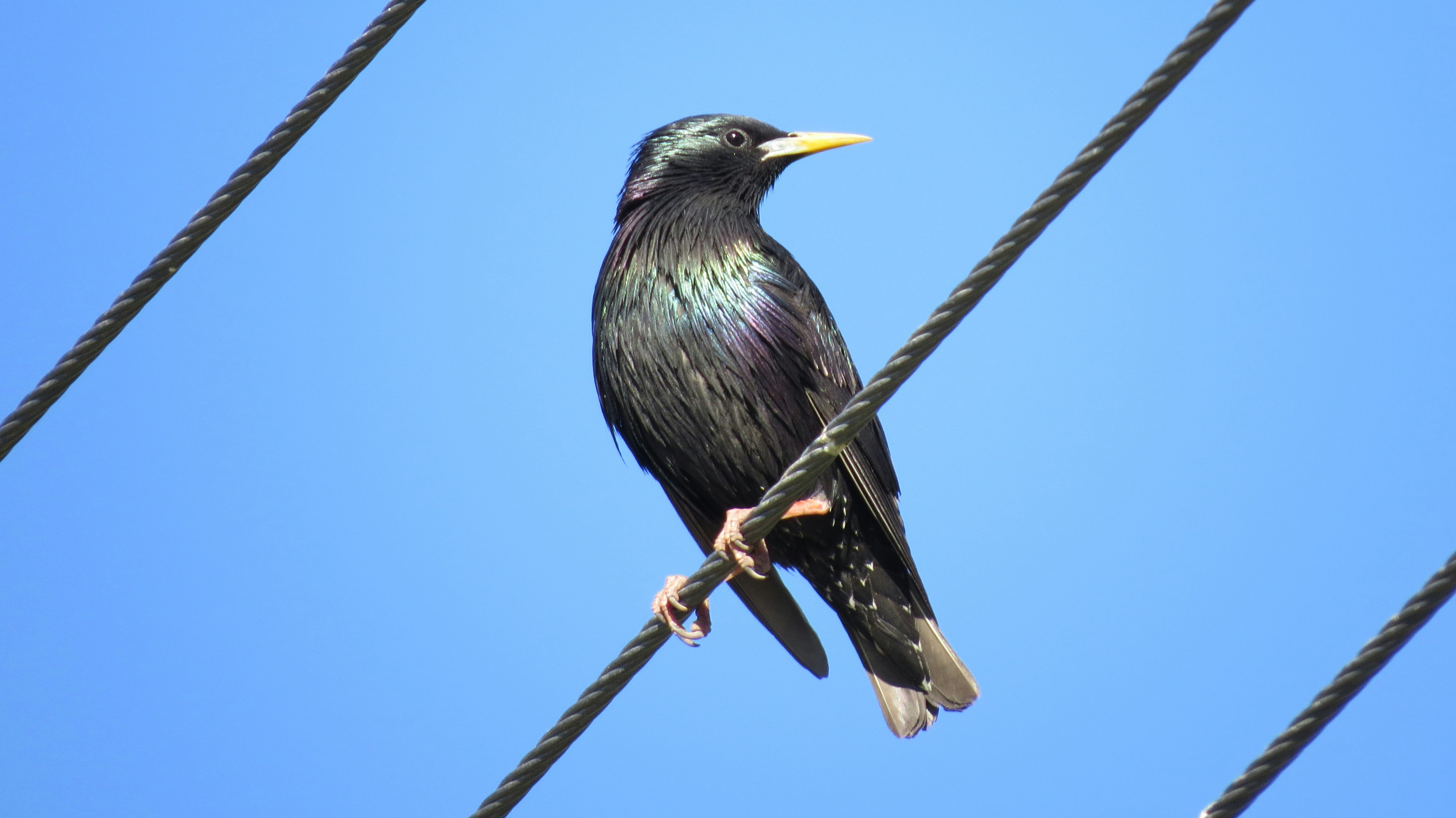 Iridescent Starling Perched Between Sapphire Wires
