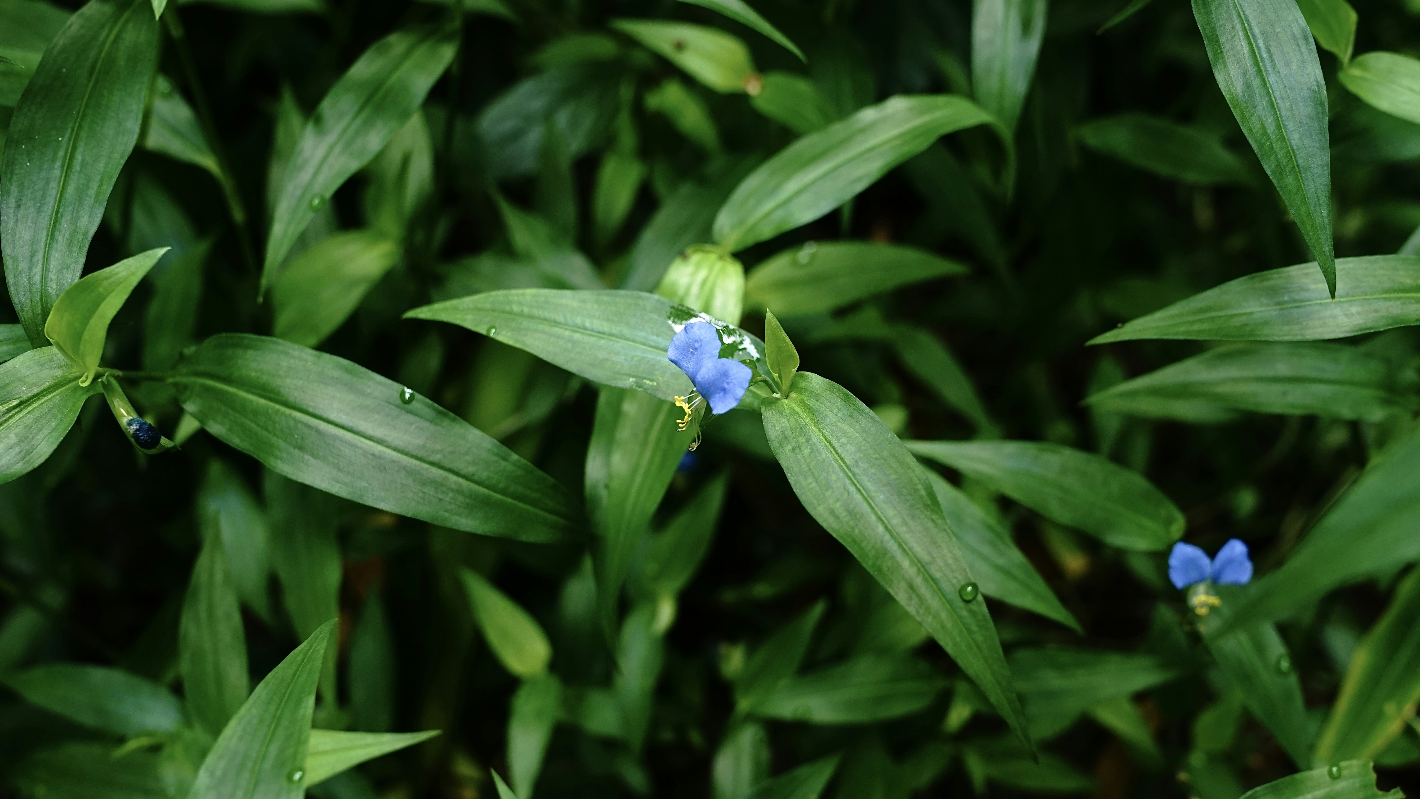 Delicate blue flowers peek through lush green foliage, showcasing nature's intricate beauty. The scene highlights the harmony between vibrant colors and textures.