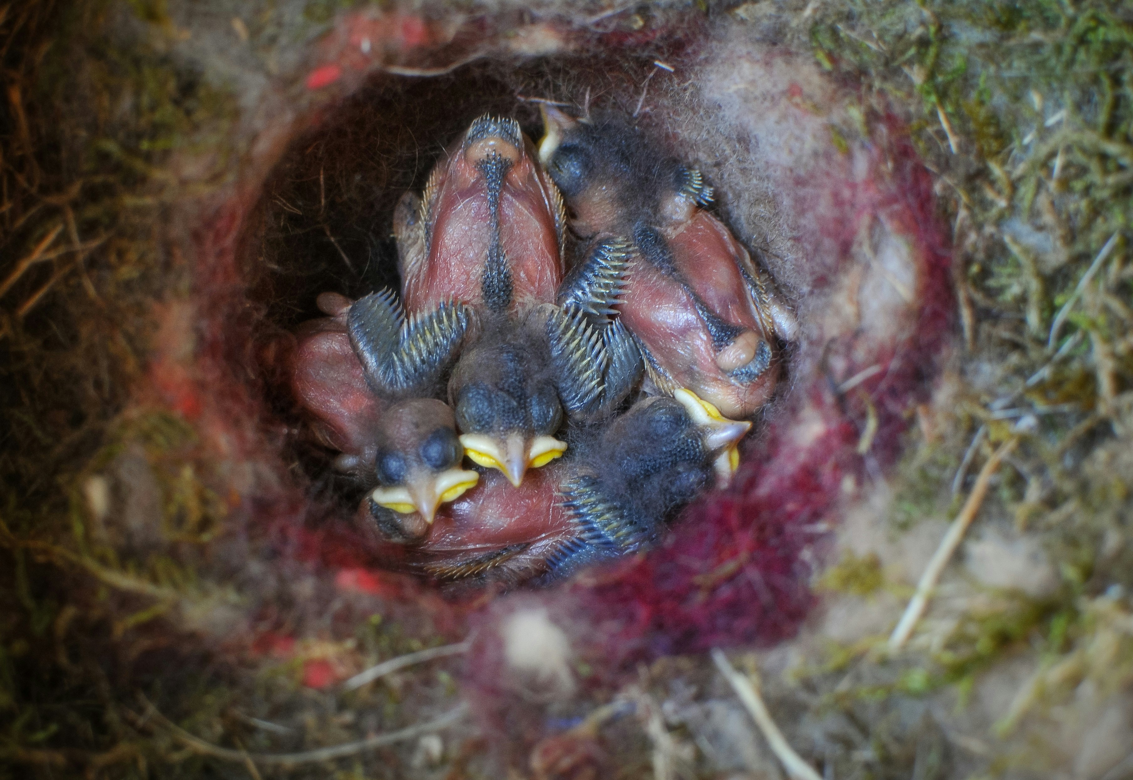 A group of birds sitting inside of a hole in the grass photo – Free Art ...