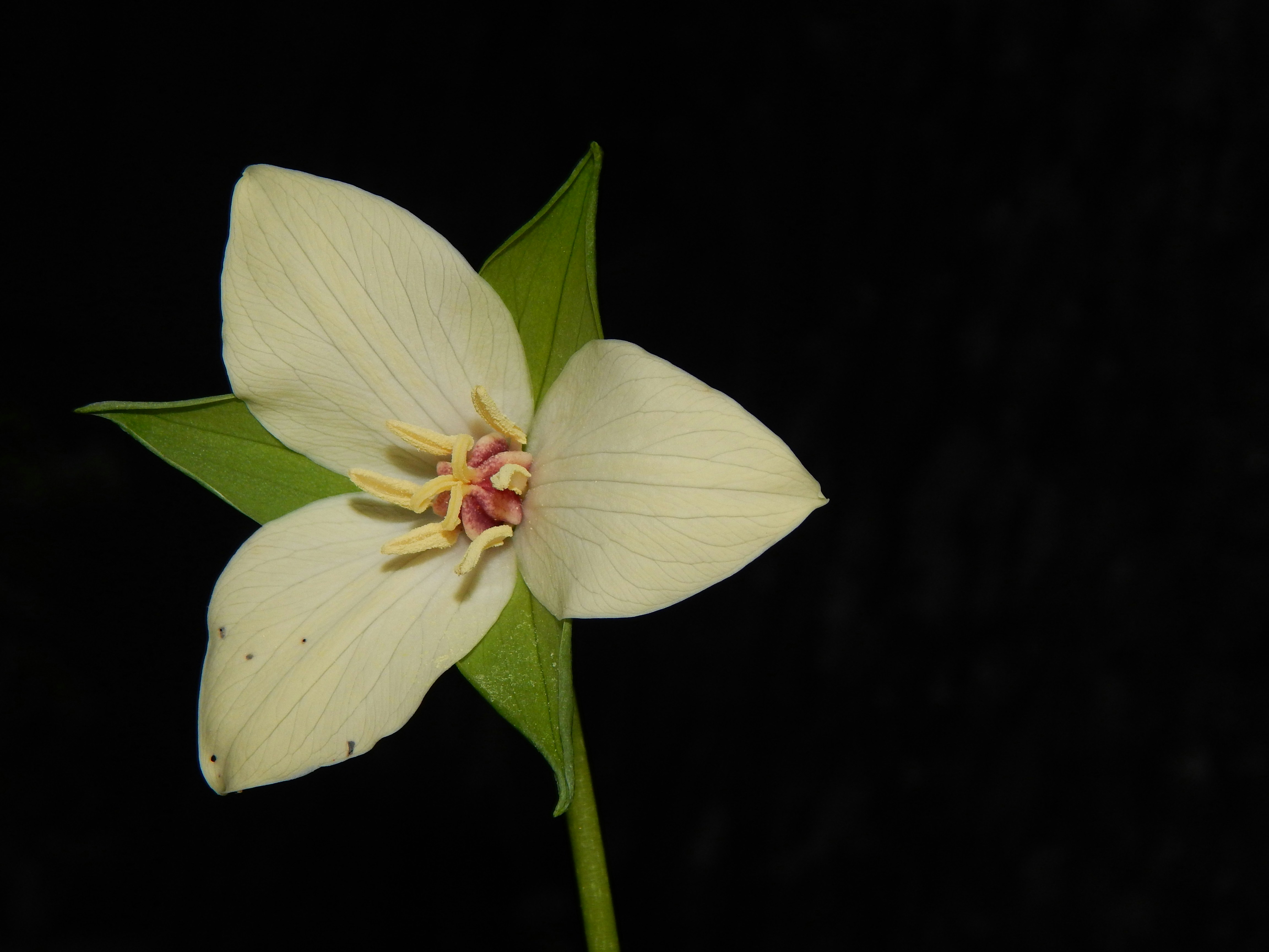 Cream Trillium on a Velvet Black: A Delicate Bloom in Focus