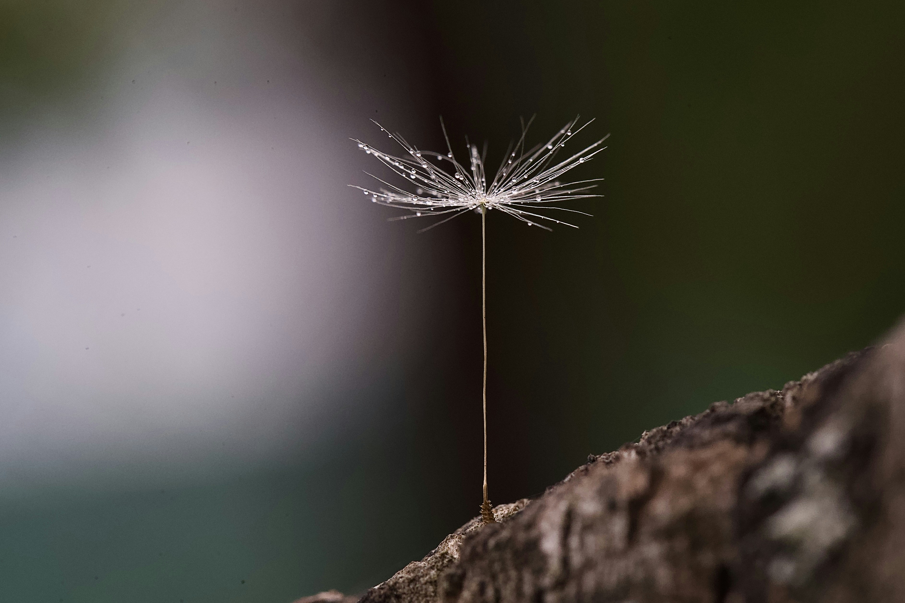 A dandelion sitting on top of a tree branch photo – Free Dandelion ...