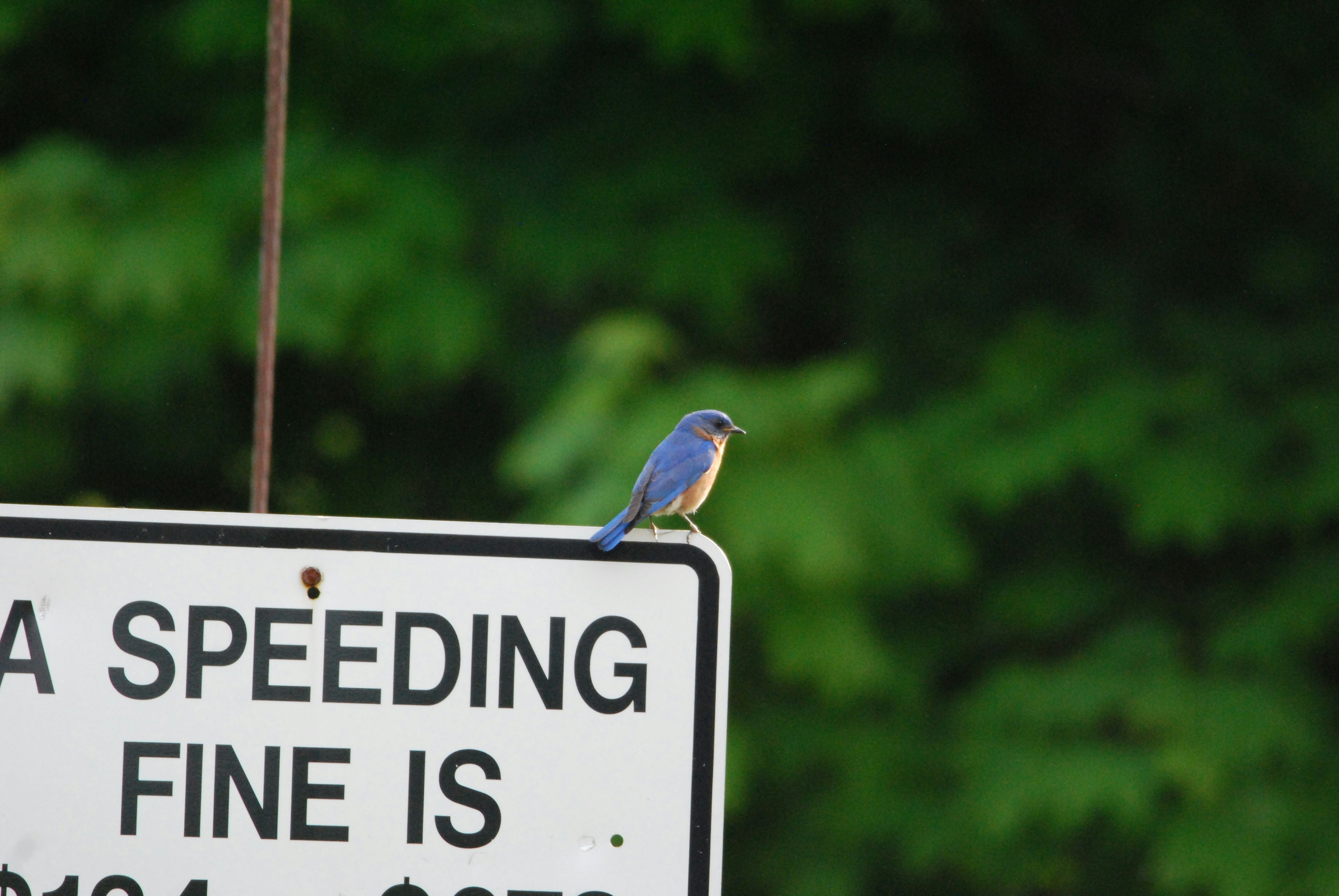 A bluebird perched on a speed limit sign, contrasting against a backdrop of lush green foliage.