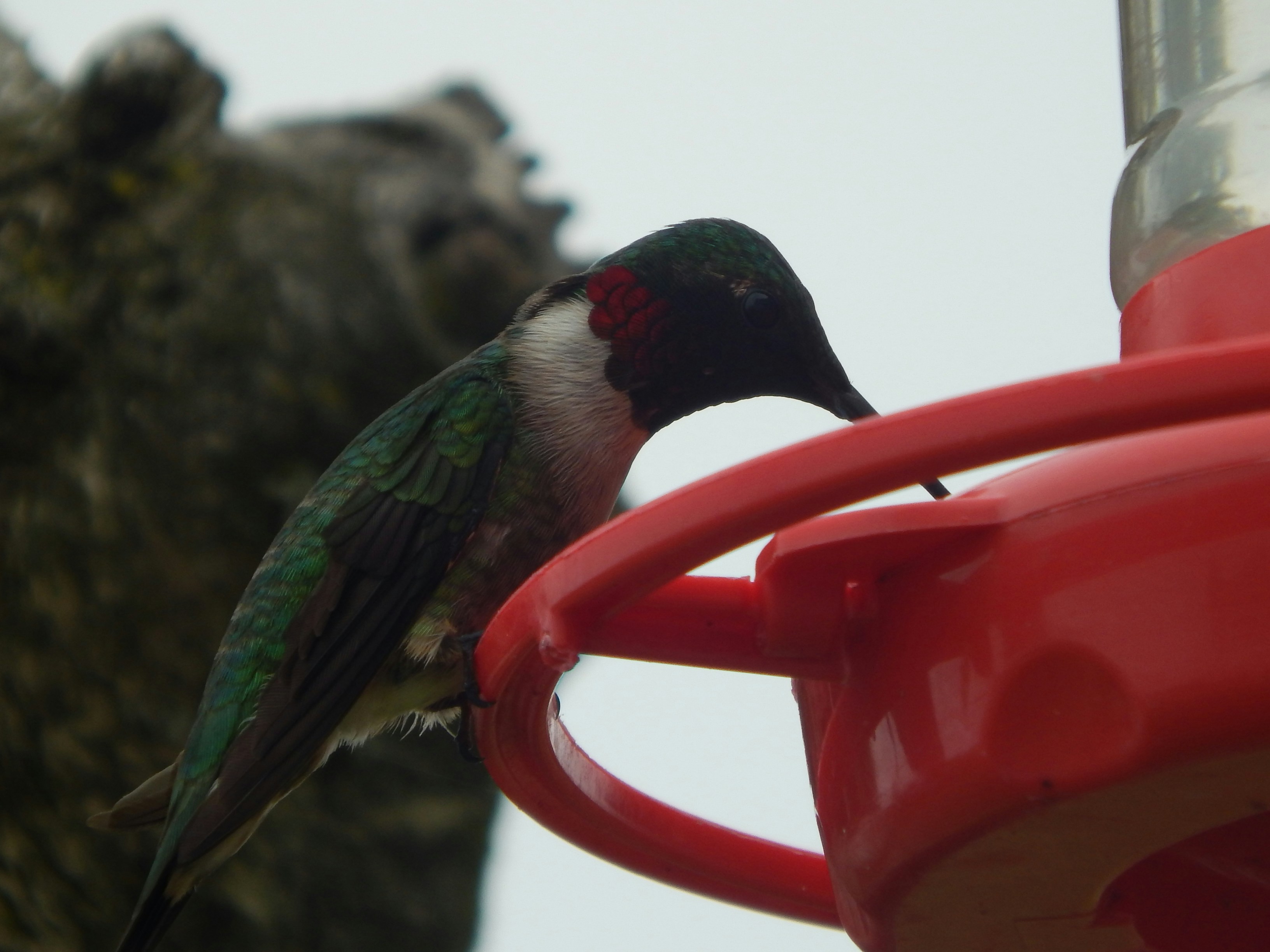 a hummingbird is perched on a red feeder