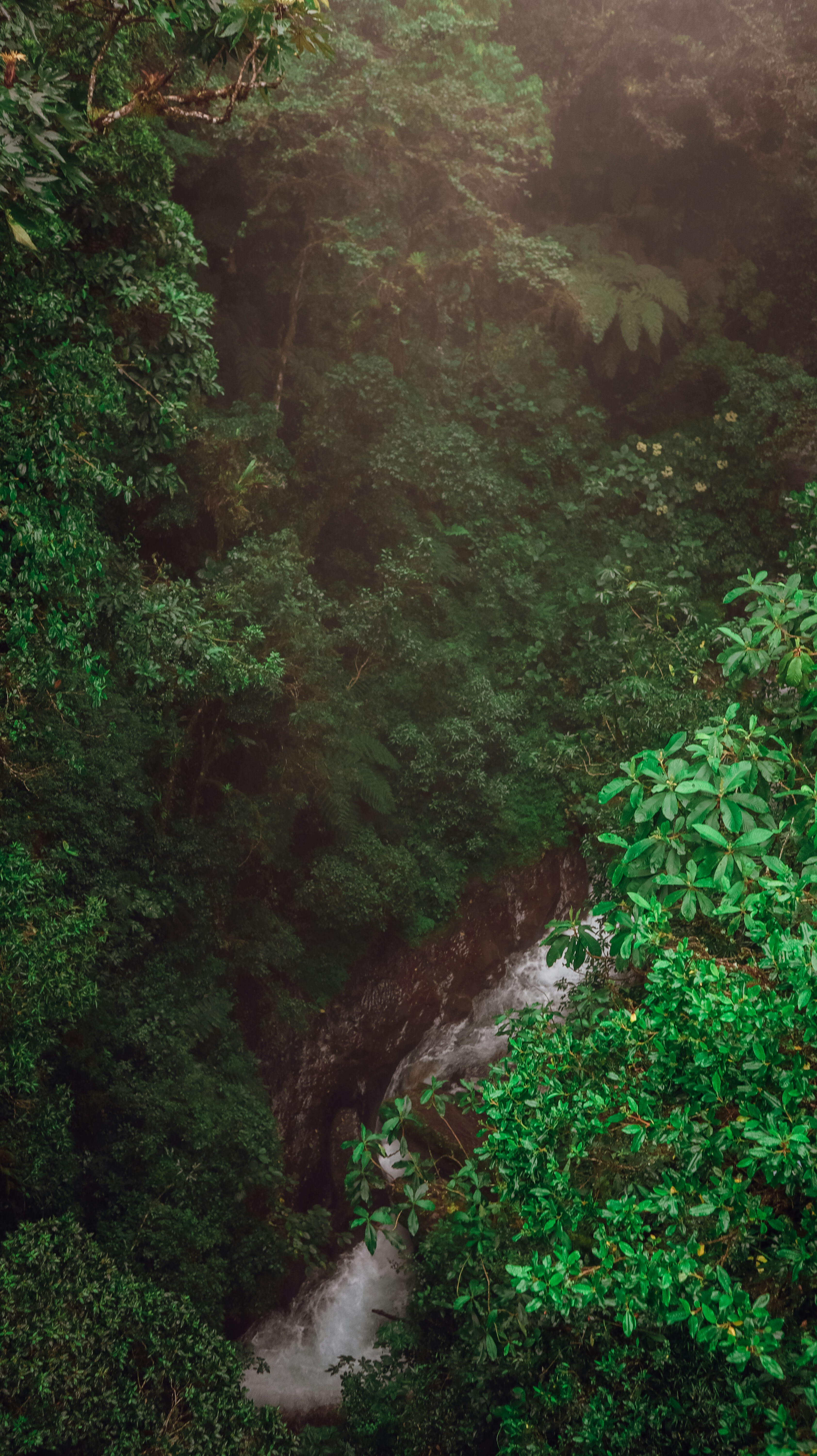 A river running through a lush green forest photo – Free Jungle Image ...