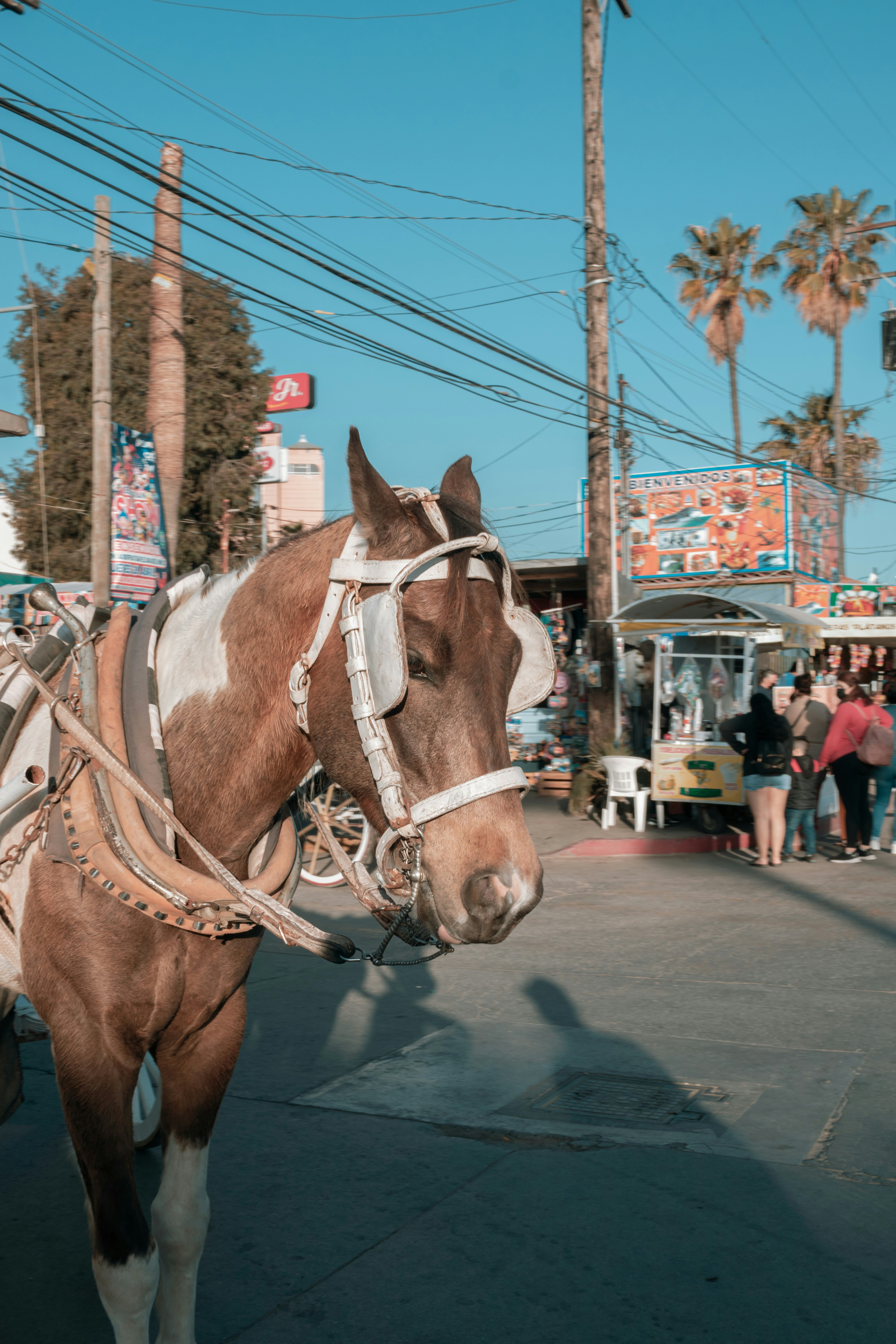 A brown and white horse pulling a cart down a street photo – Free ...