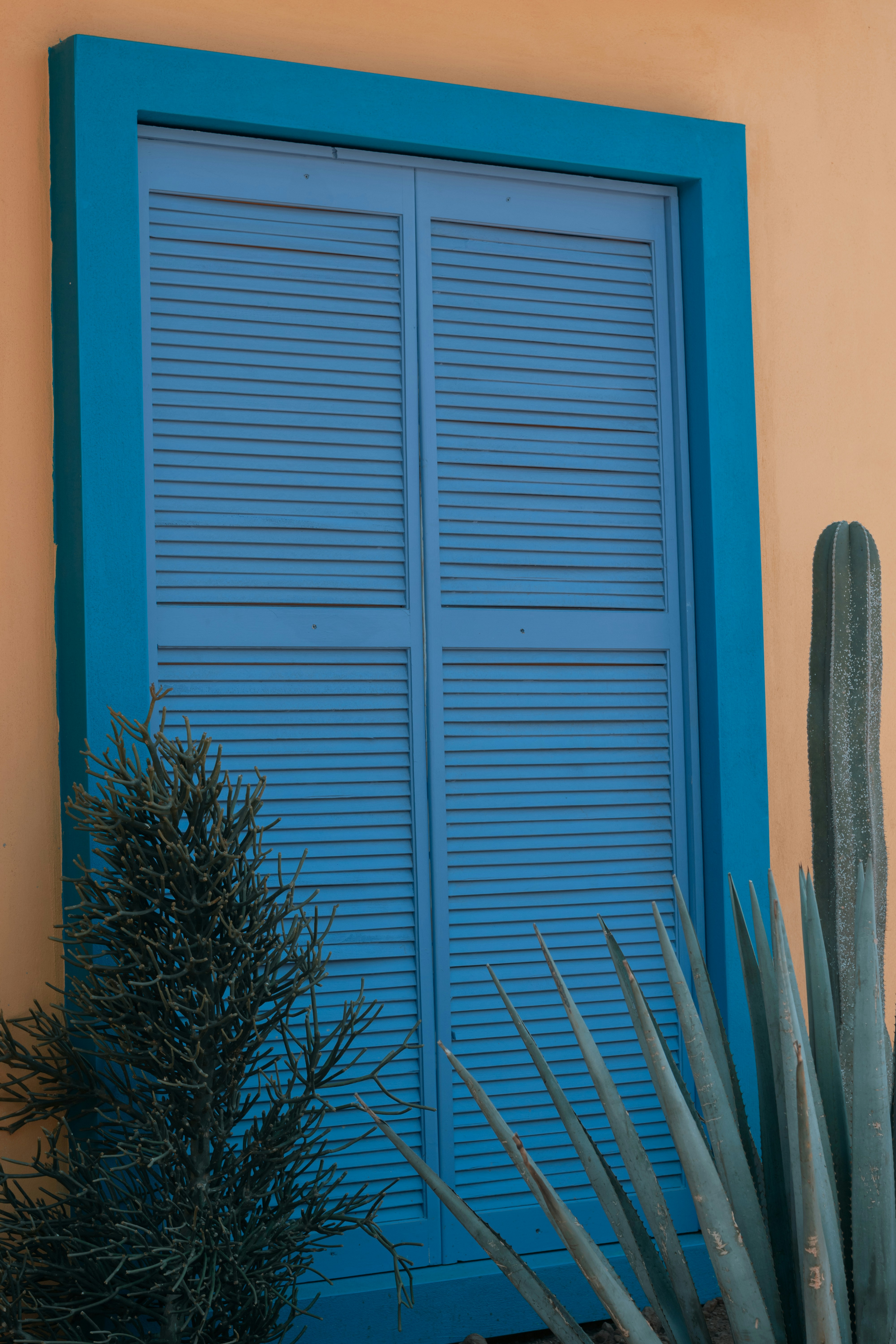 Azure Louvered Doorway Framed by Coral Wall and Desert Foliage