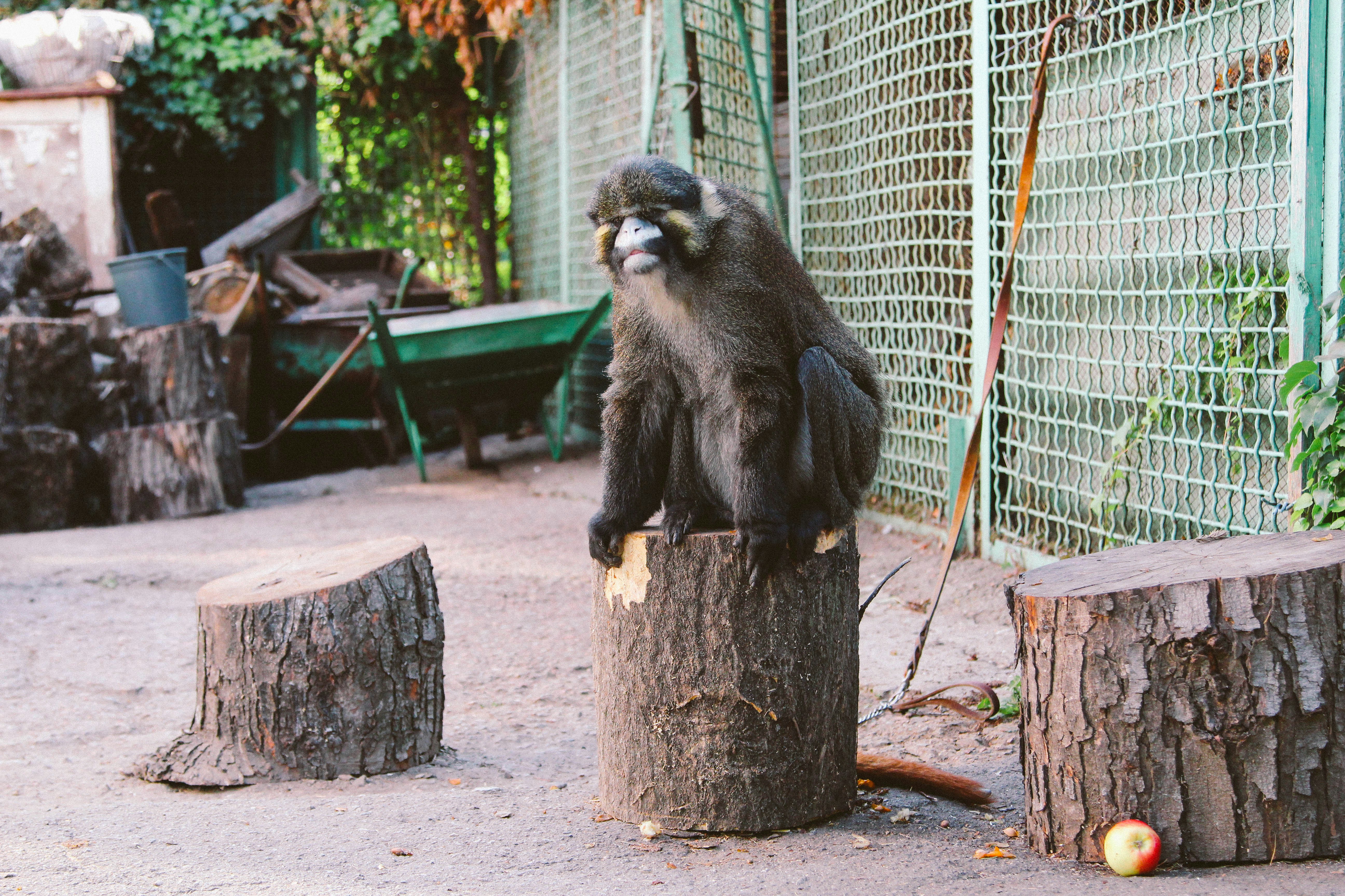 Capuchin on a Log Stump: Quiet Moment in a Sunlit Enclosure