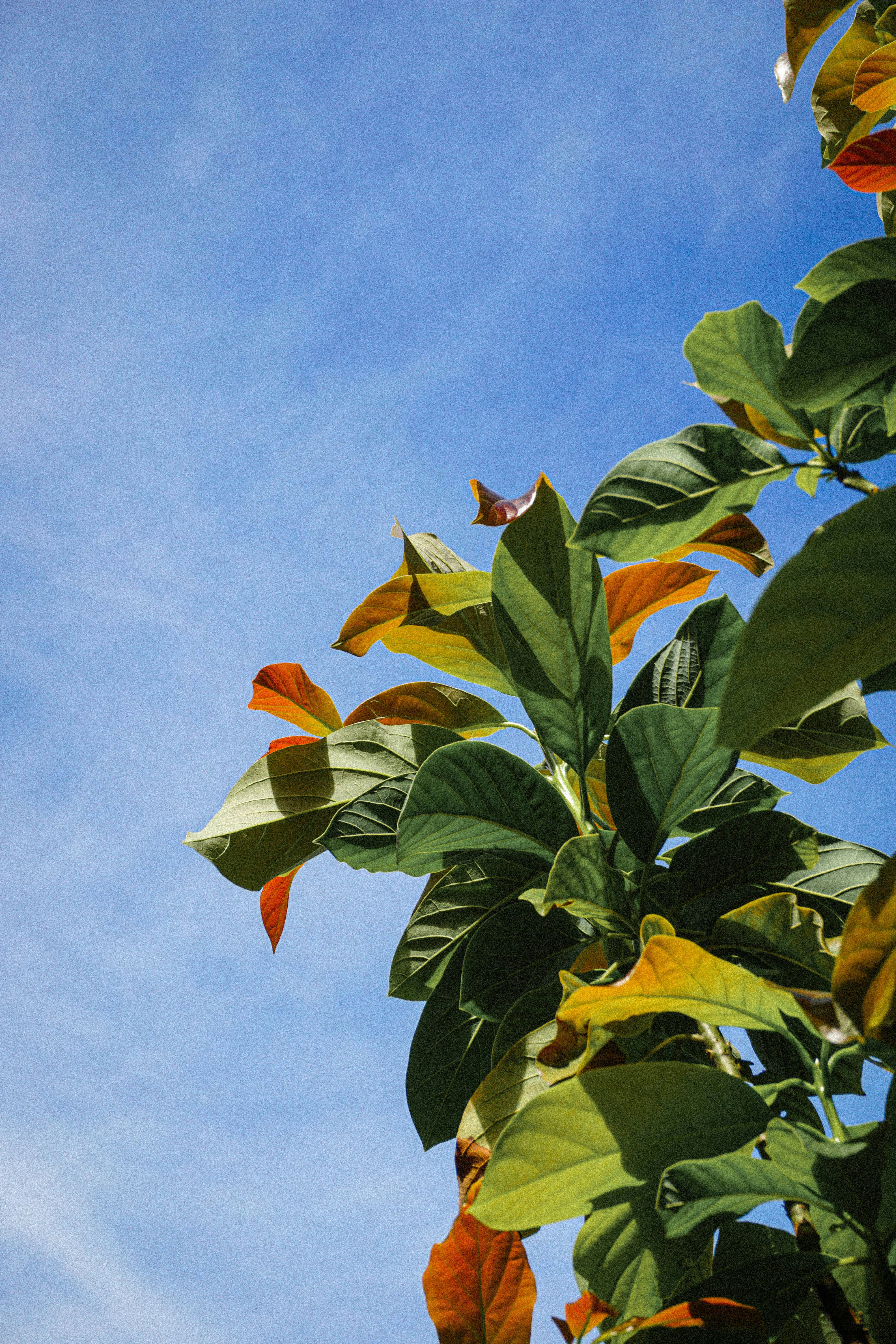 Vibrant green and orange leaves reach towards a clear blue sky, showcasing the transition of seasons.
