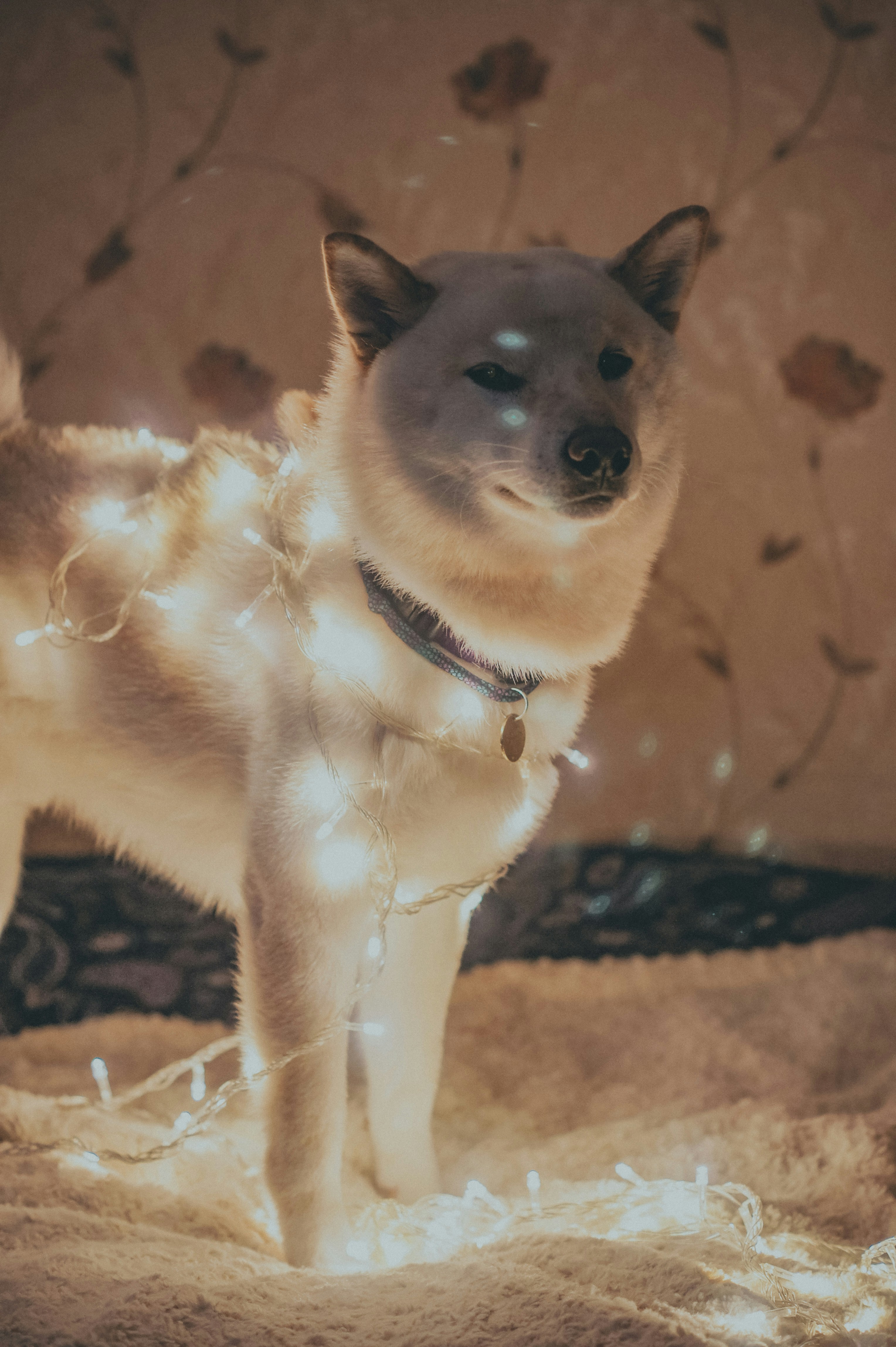 A Shiba Inu adorned with twinkling fairy lights, standing on a cozy blanket against a floral backdrop.