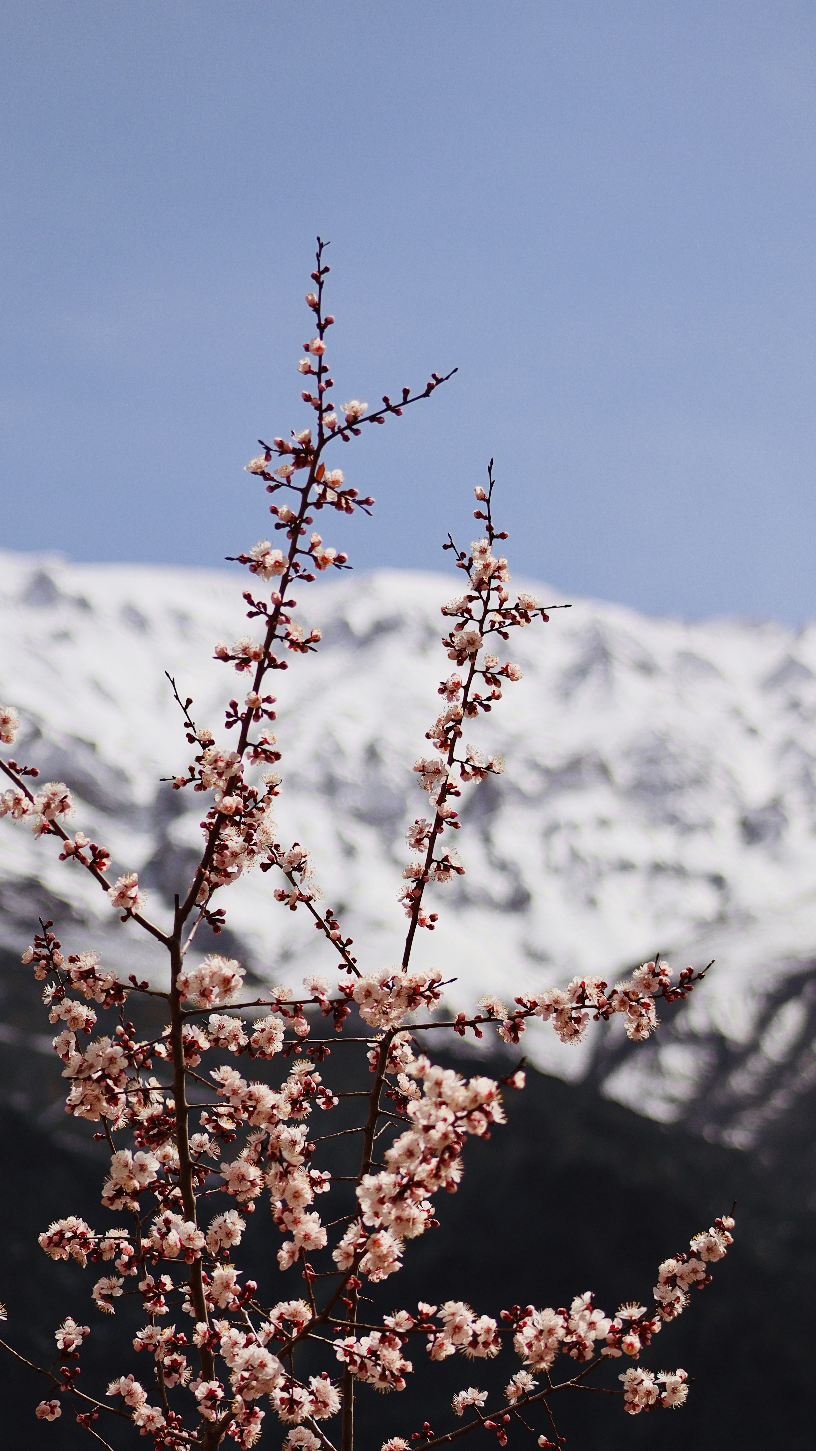 Blossoms in a Snow-kissed silhouette