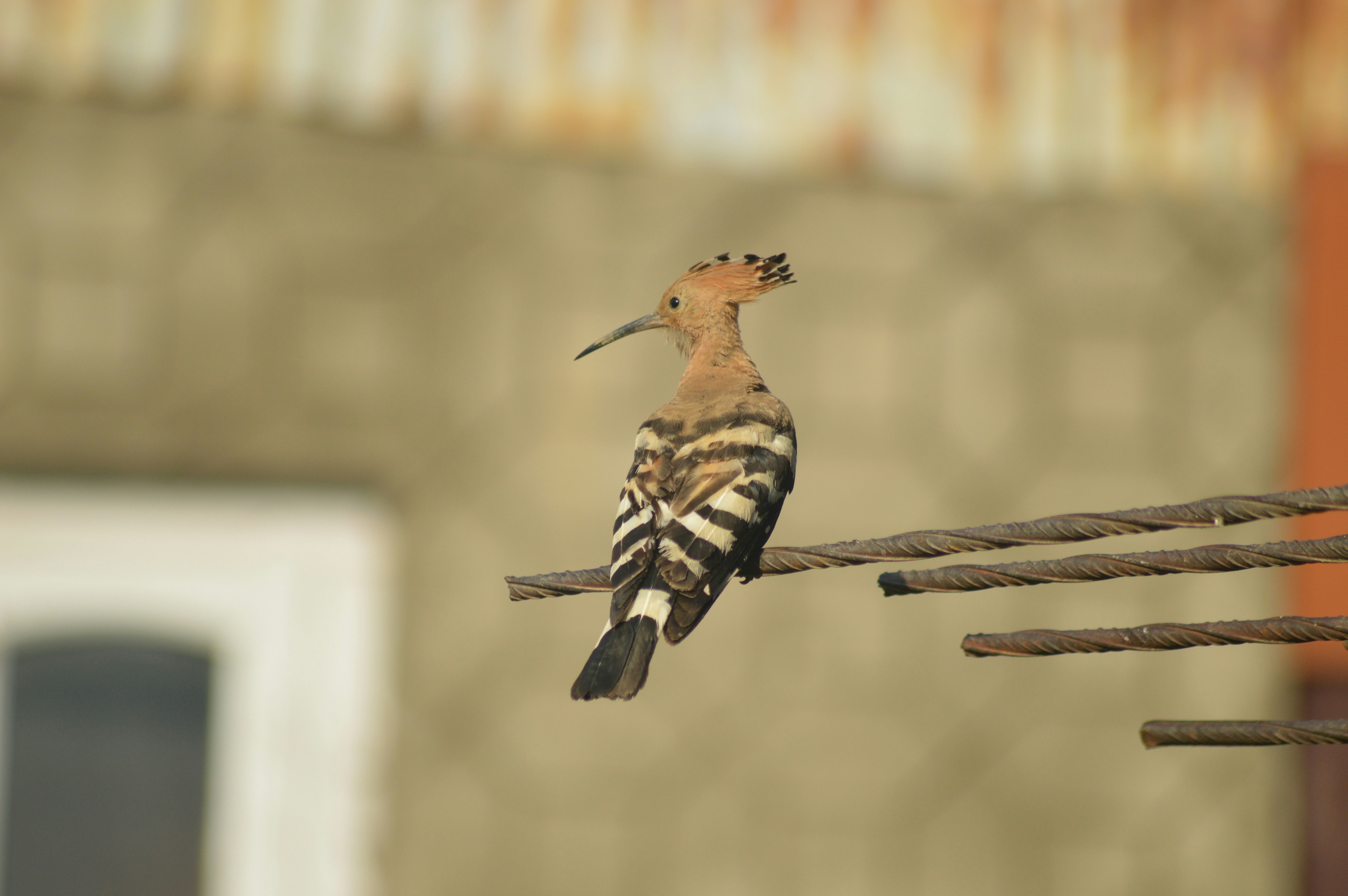 Hoopoe on the Wire: Striped Wings Against a Quiet Urban Backdrop