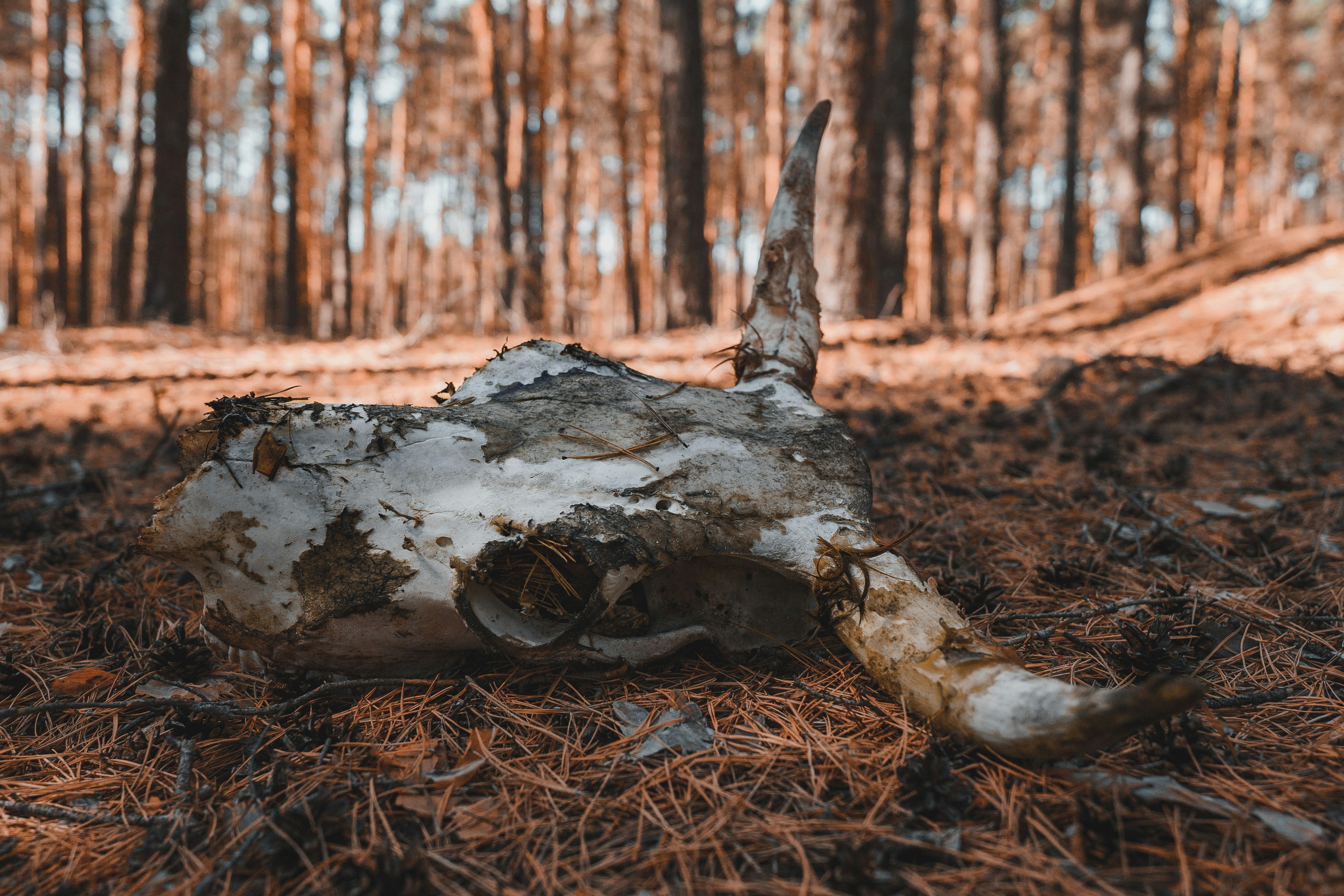A dead animal in the middle of a forest photo – Free Grey Image on Unsplash