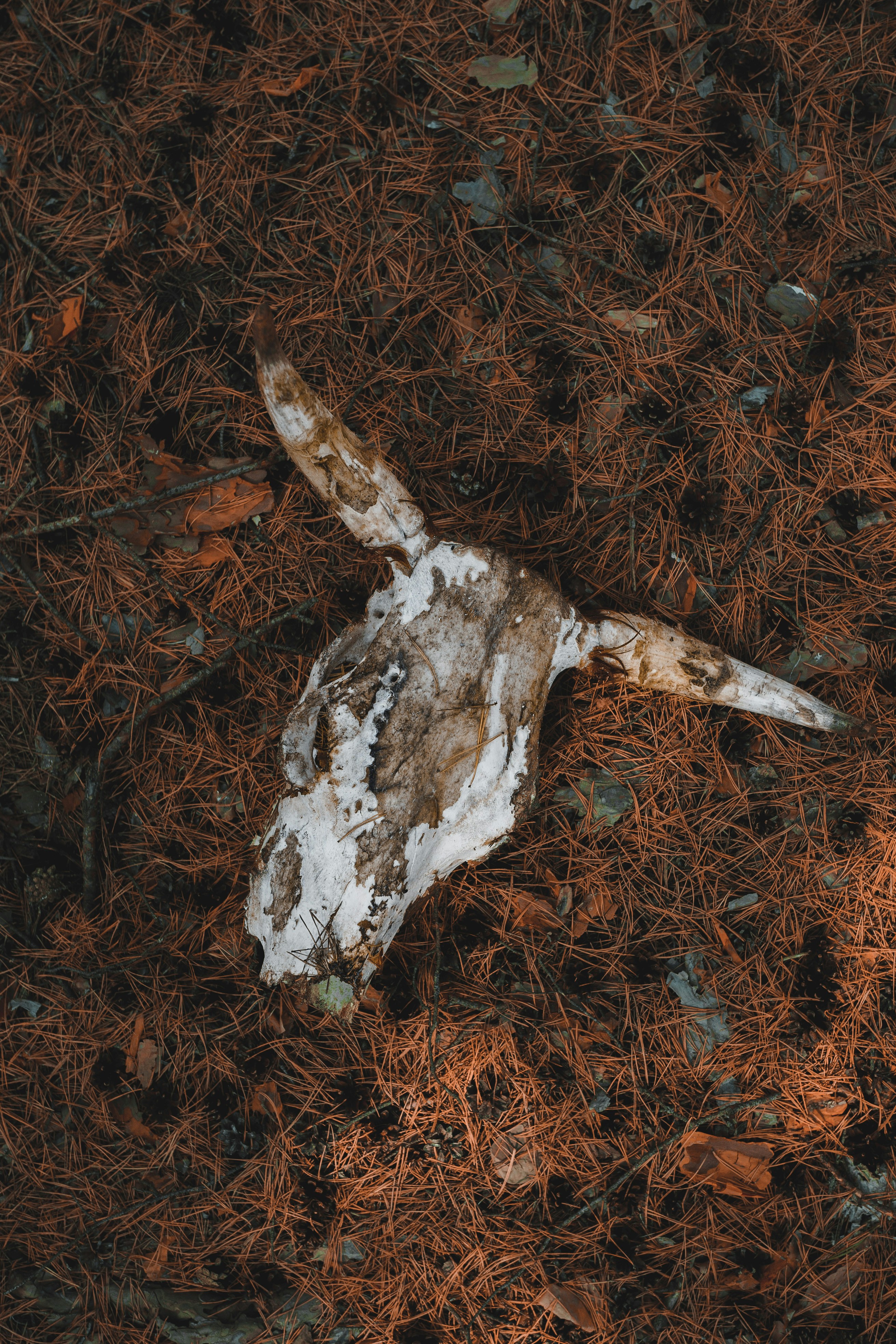 Un animal mort qui est étendu sur le sol photo – Photo Gris Gratuite ...