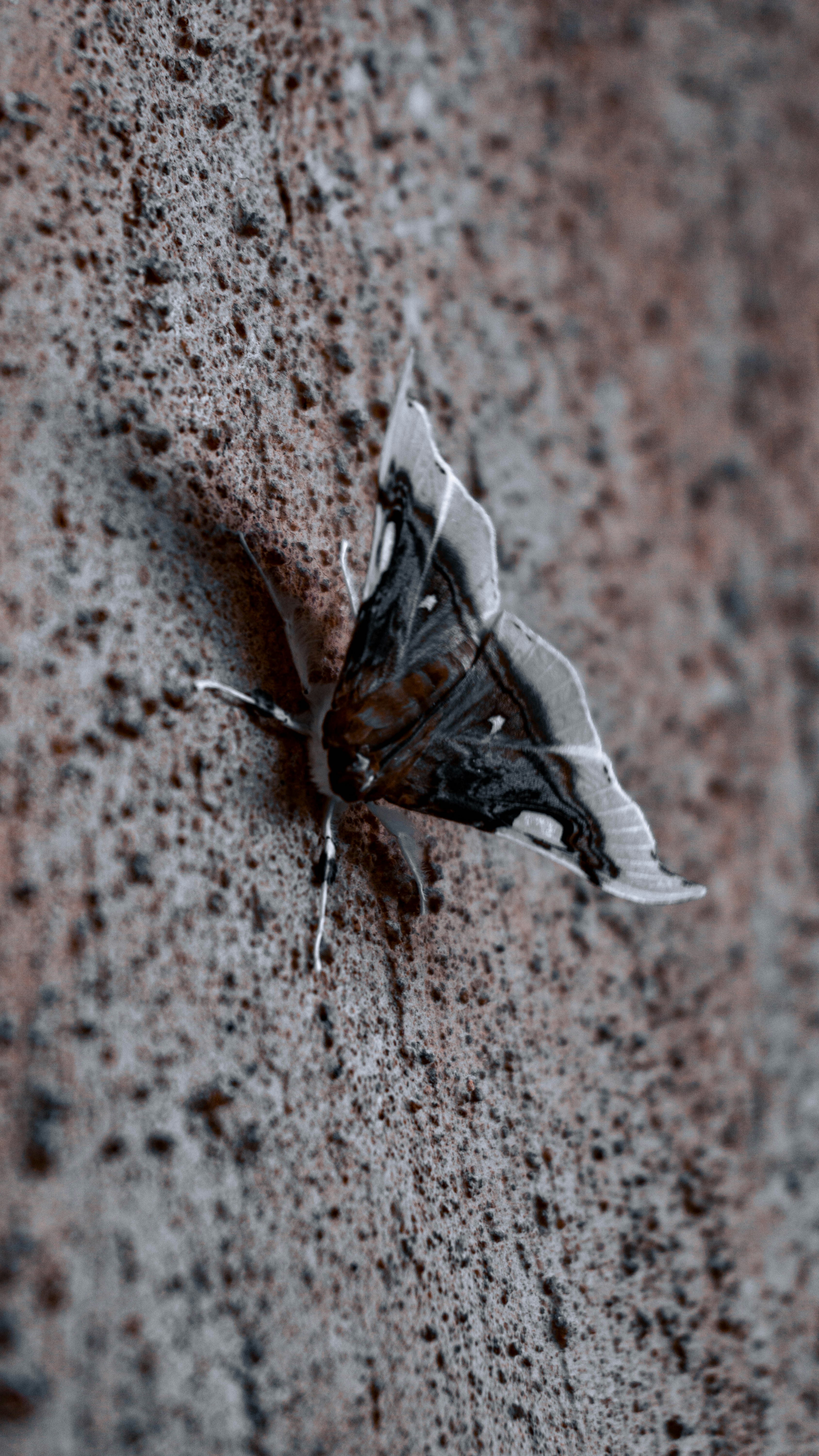 A detailed view of a moth resting against a textured wall, showcasing its intricate wing patterns and muted colors.