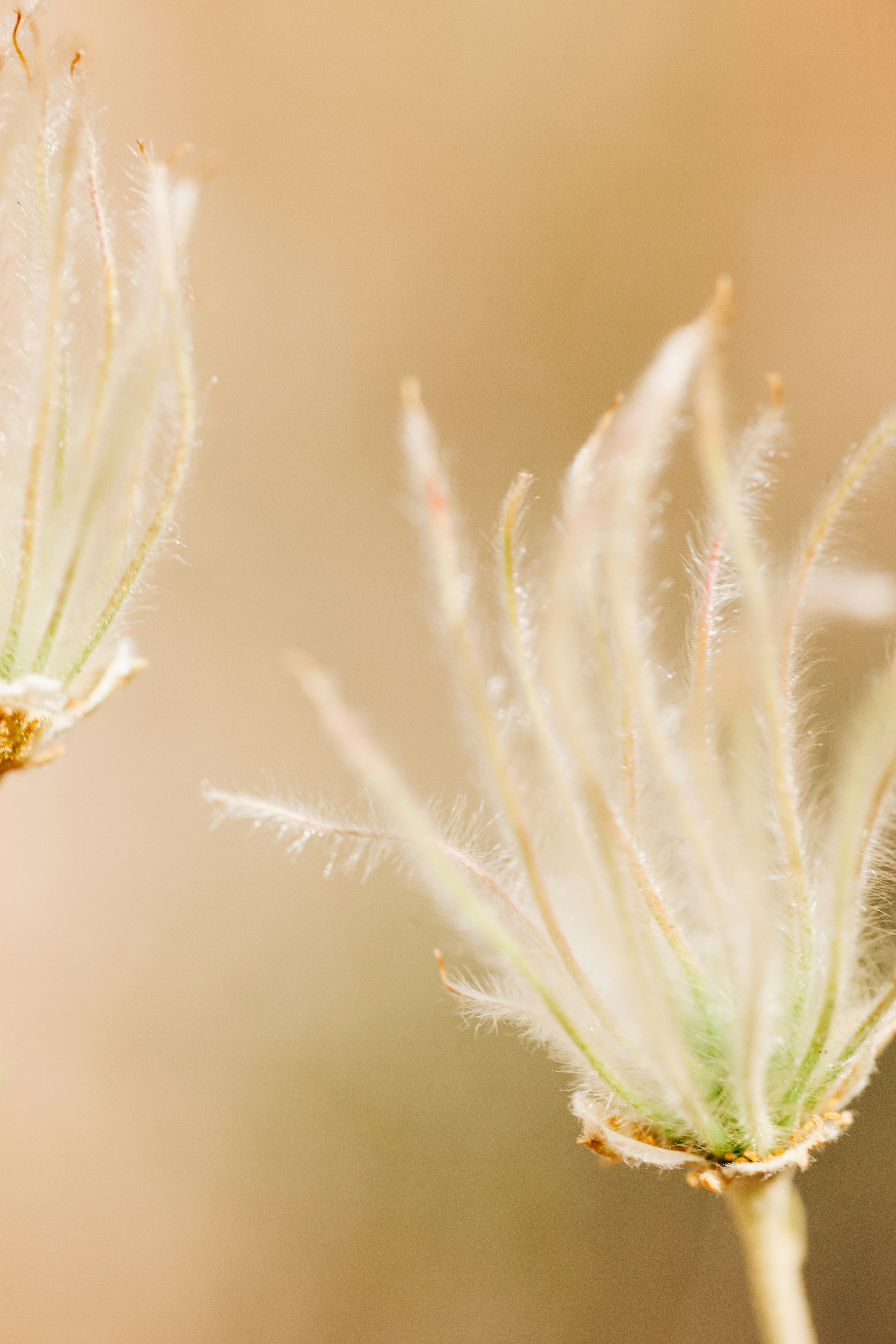 Gossamer Seeds in Soft Morning Light
