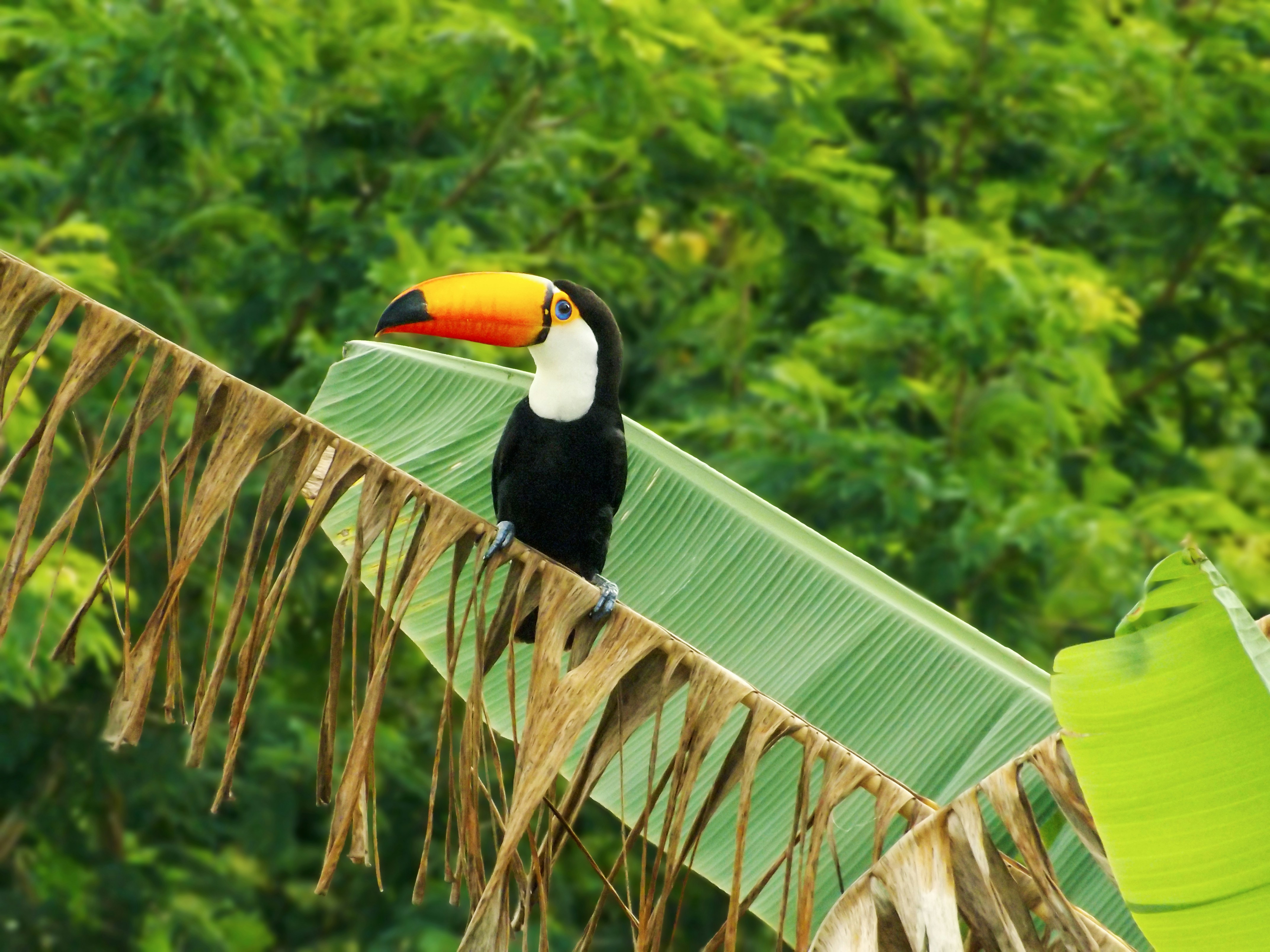 Tropical toucan perched on a weathered palm frond against a vivid emerald canopy, with a bold orange beak taking center stage.
