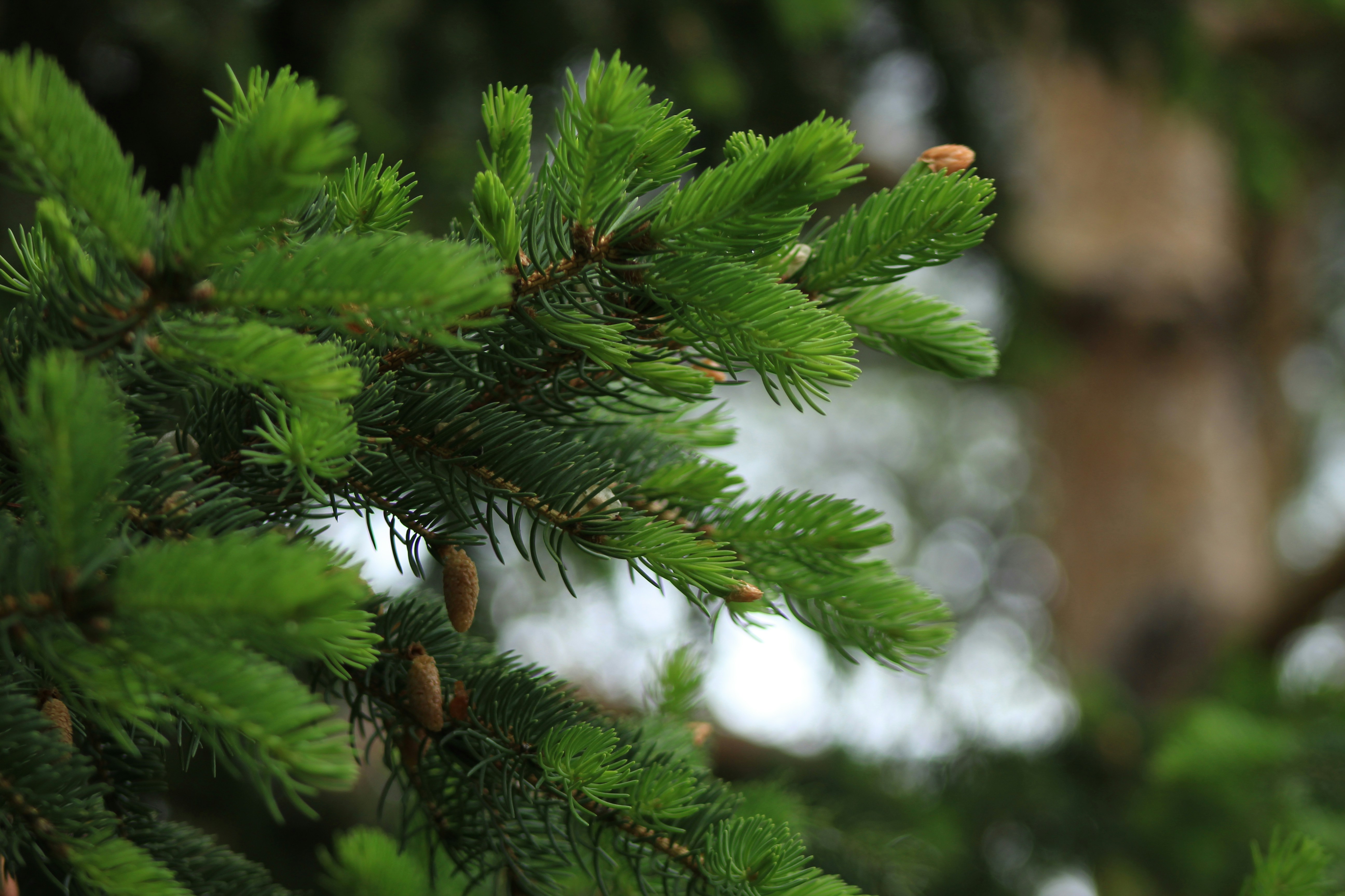 A branch of a pine tree with cones on it photo – Free Green tips Image ...