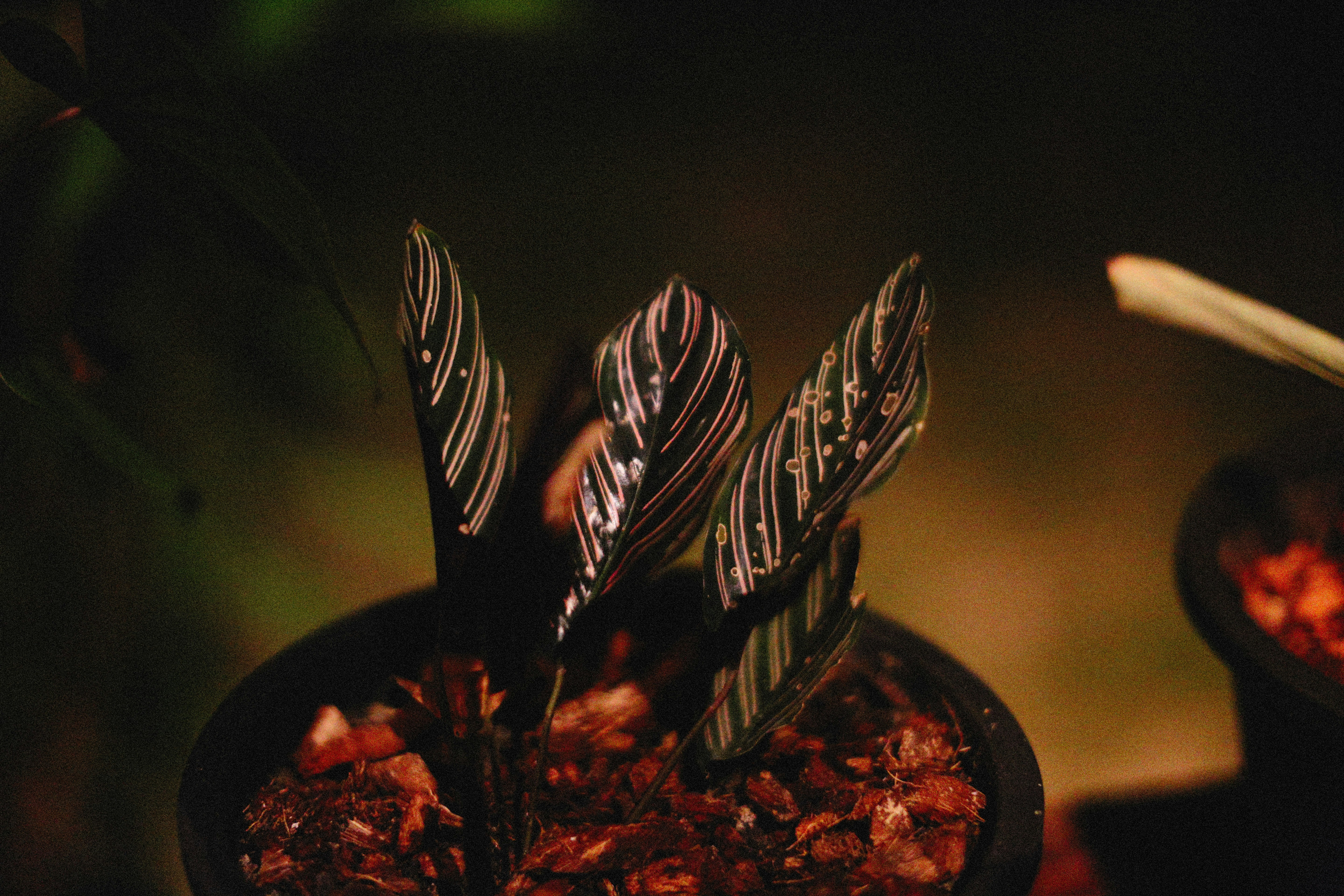 Nocturne in Striping: Close-Up of Feathered Leaves in a Pot