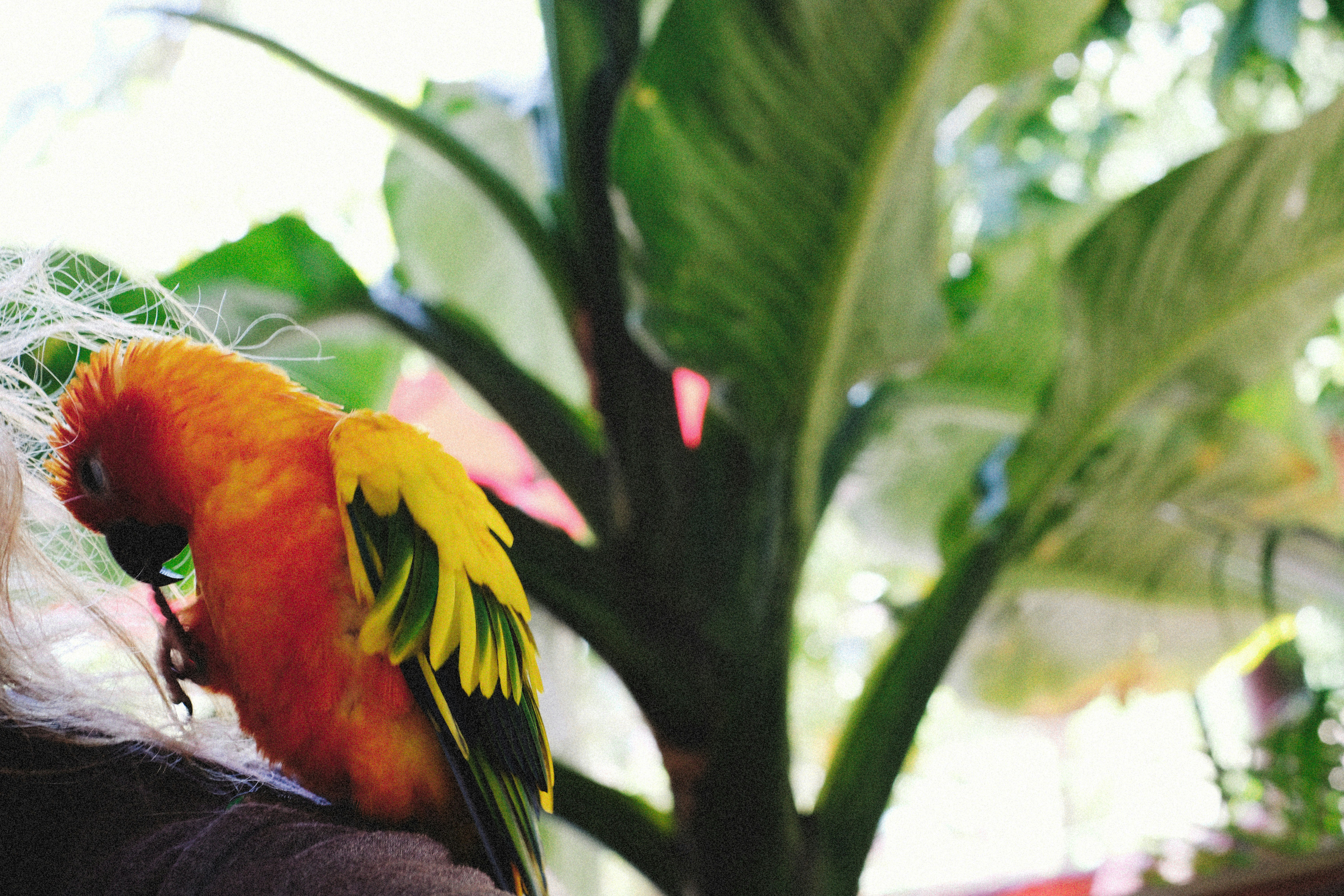 Vibrant Parrot Perch: Colorful Feathers Framing a Lush Backdrop