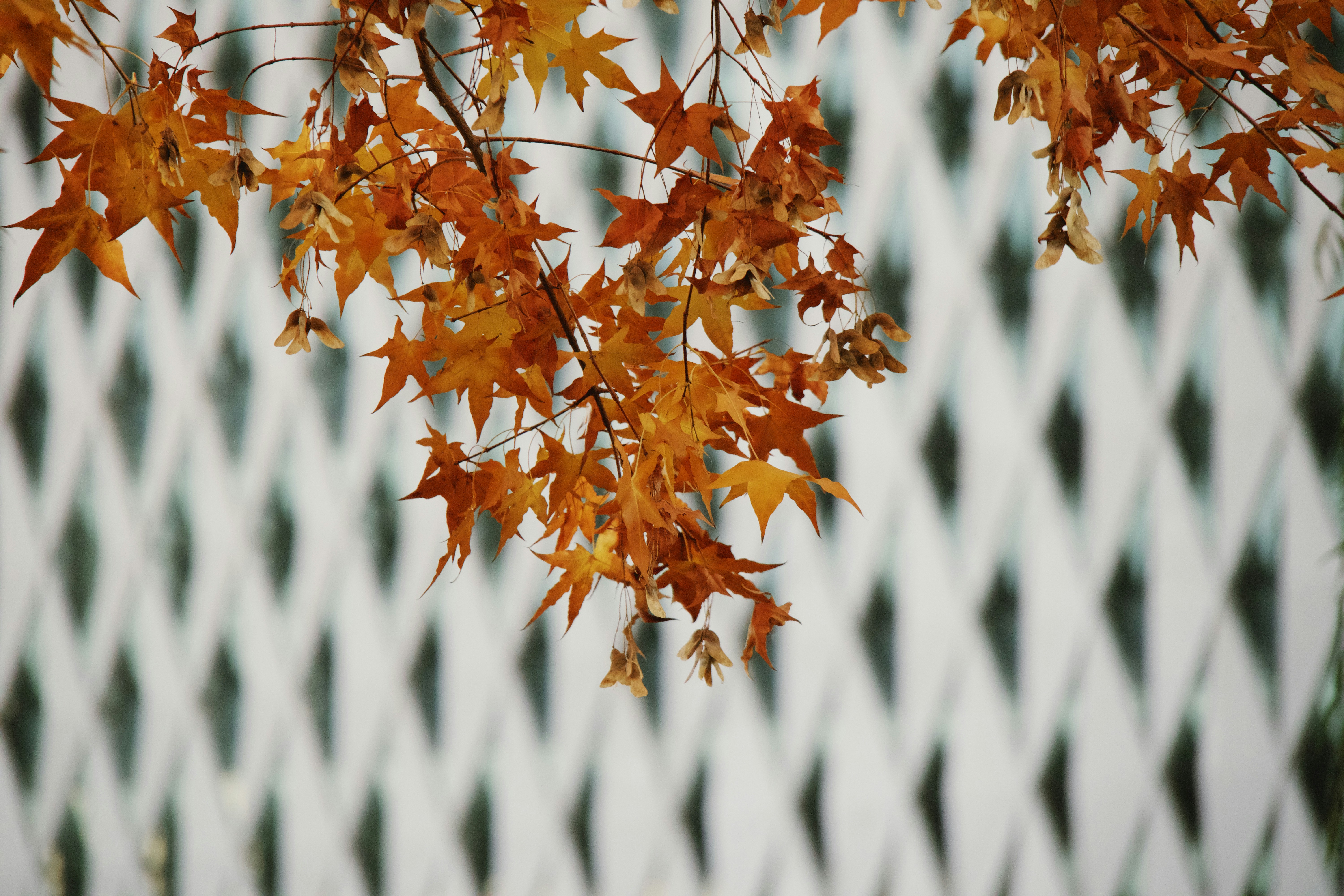 Vibrant maple leaves cascade in warm orange tones against a soft, geometric lattice backdrop, creating a shallow depth-of-field emphasis on the foliage.