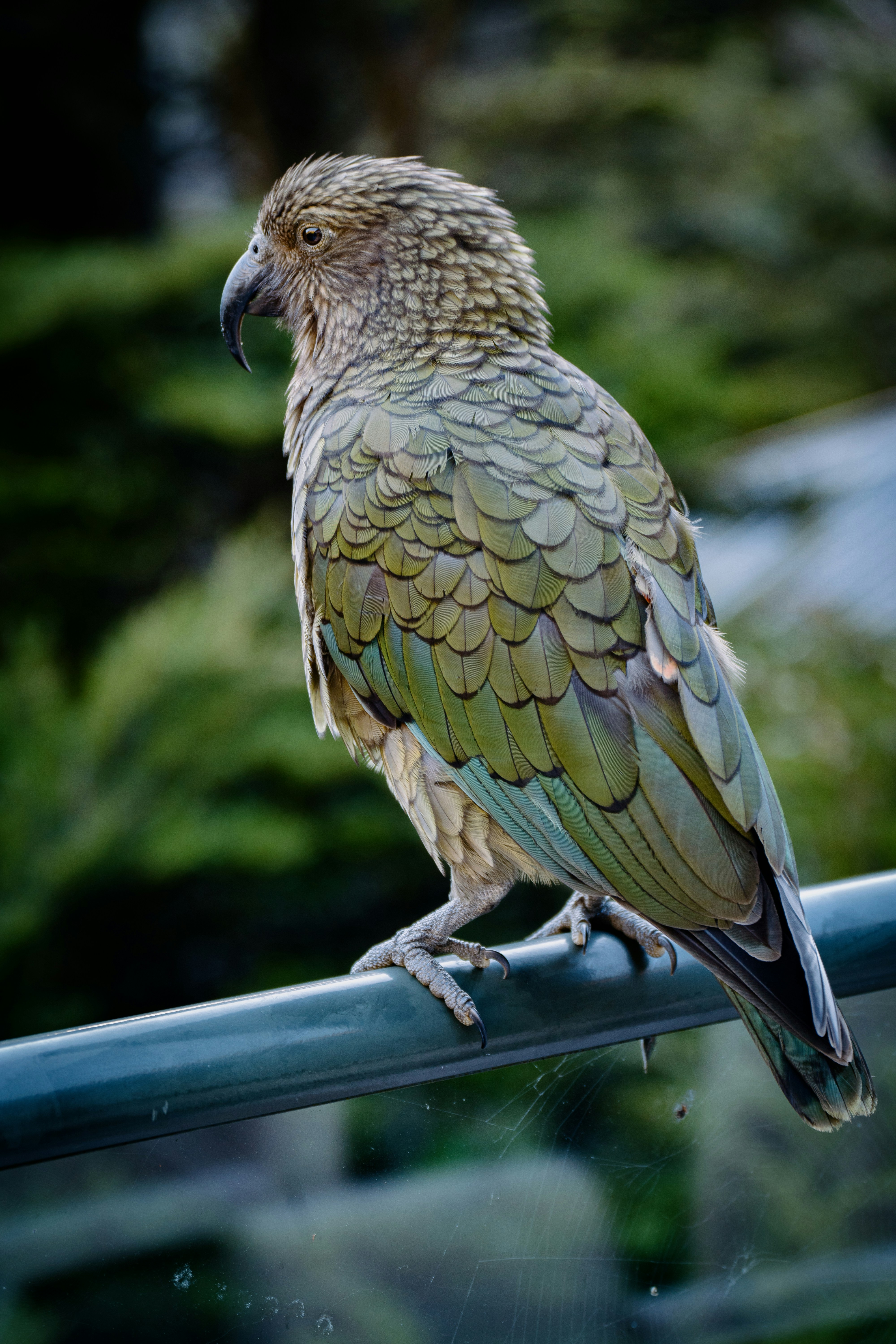 Emerald Plumes on a Glass Rail: A Parrot in Quiet Attention