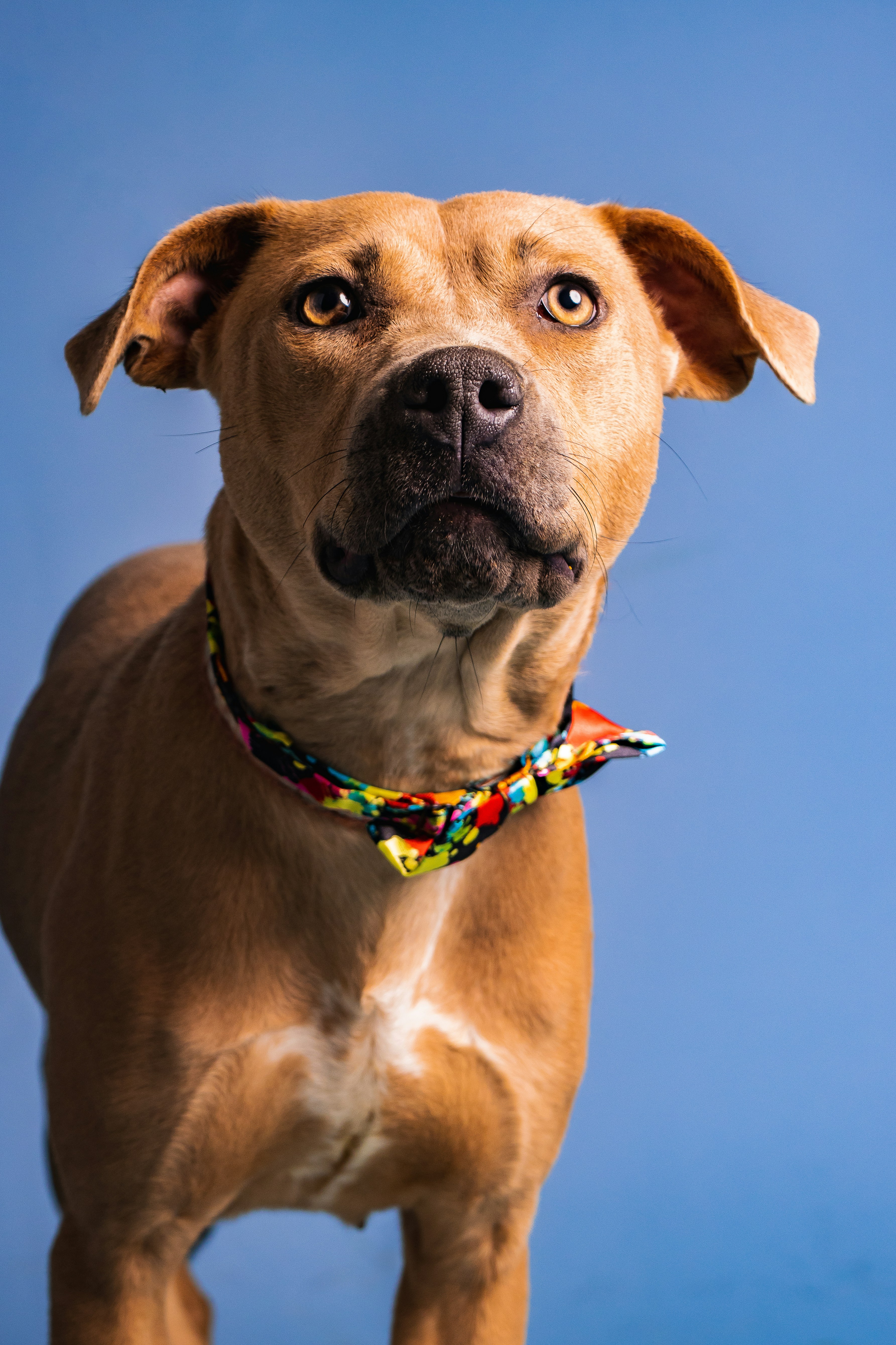 Rhodesian Ridgeback Red Nose Pitbull Mix