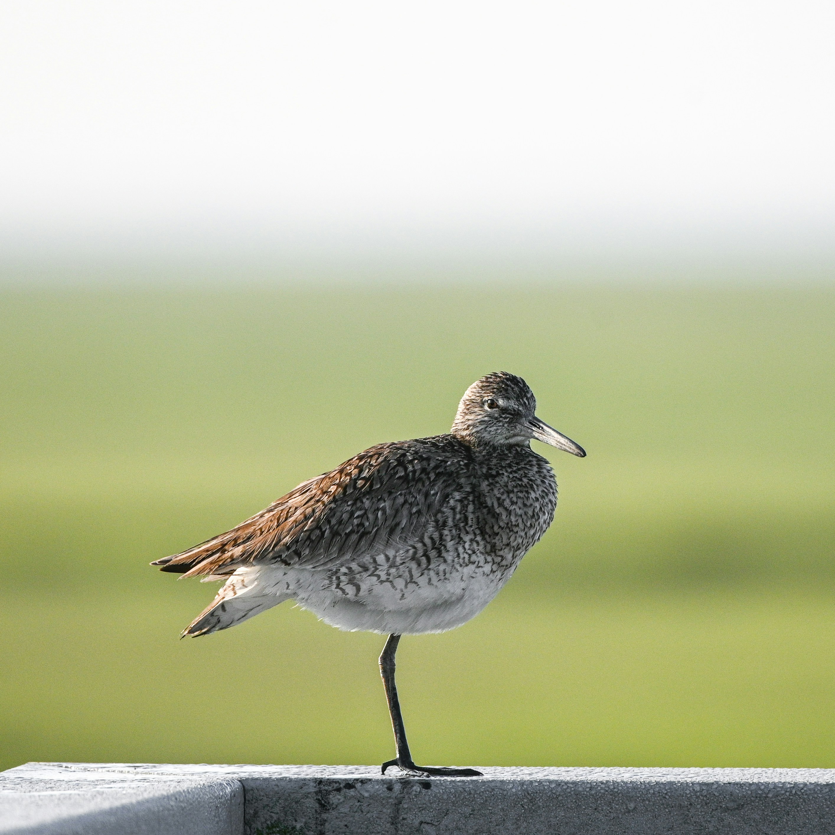 A solitary bird perched on a ledge, gazing into the distance with a blurred green backdrop. 