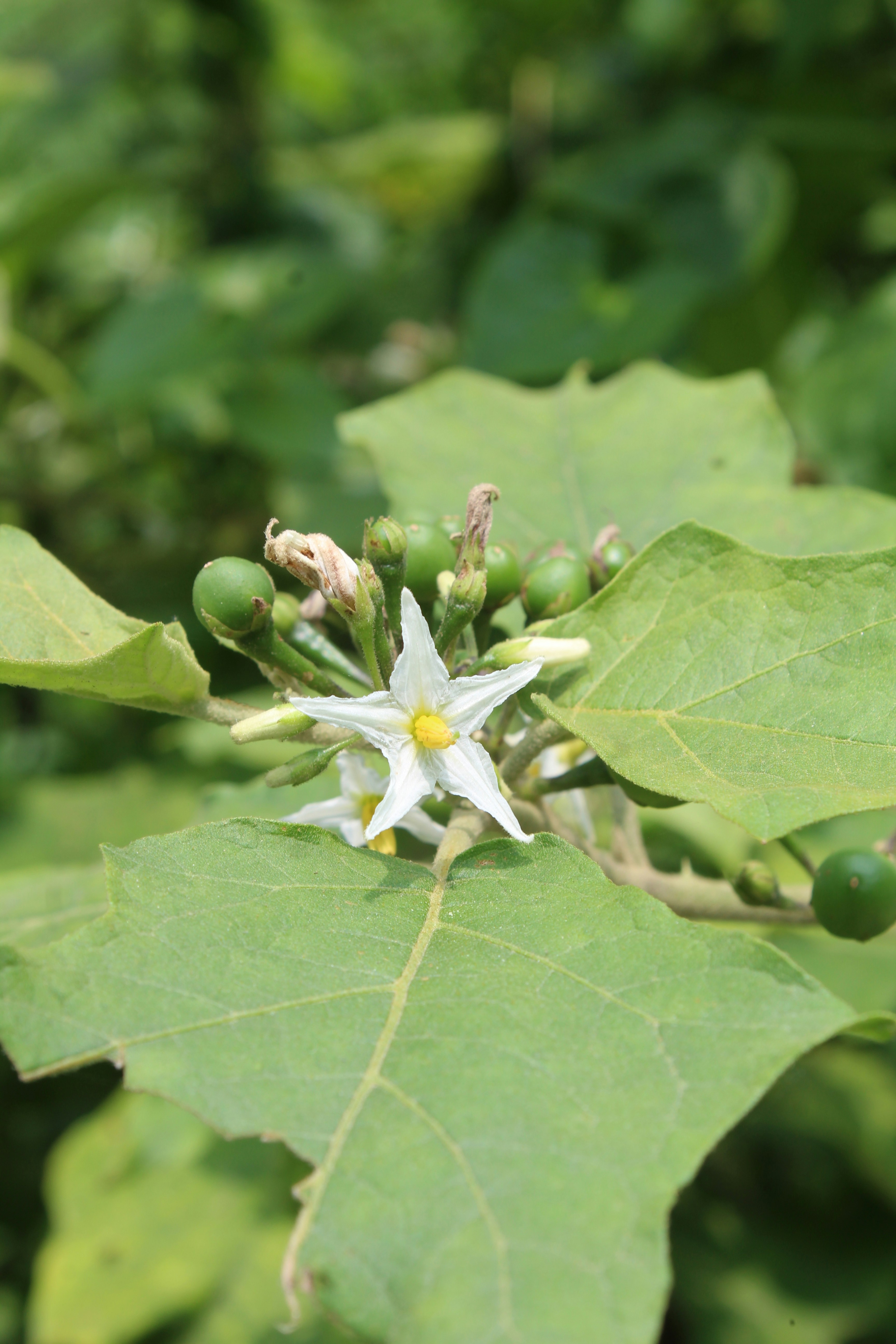 a close up of a flower on a leaf