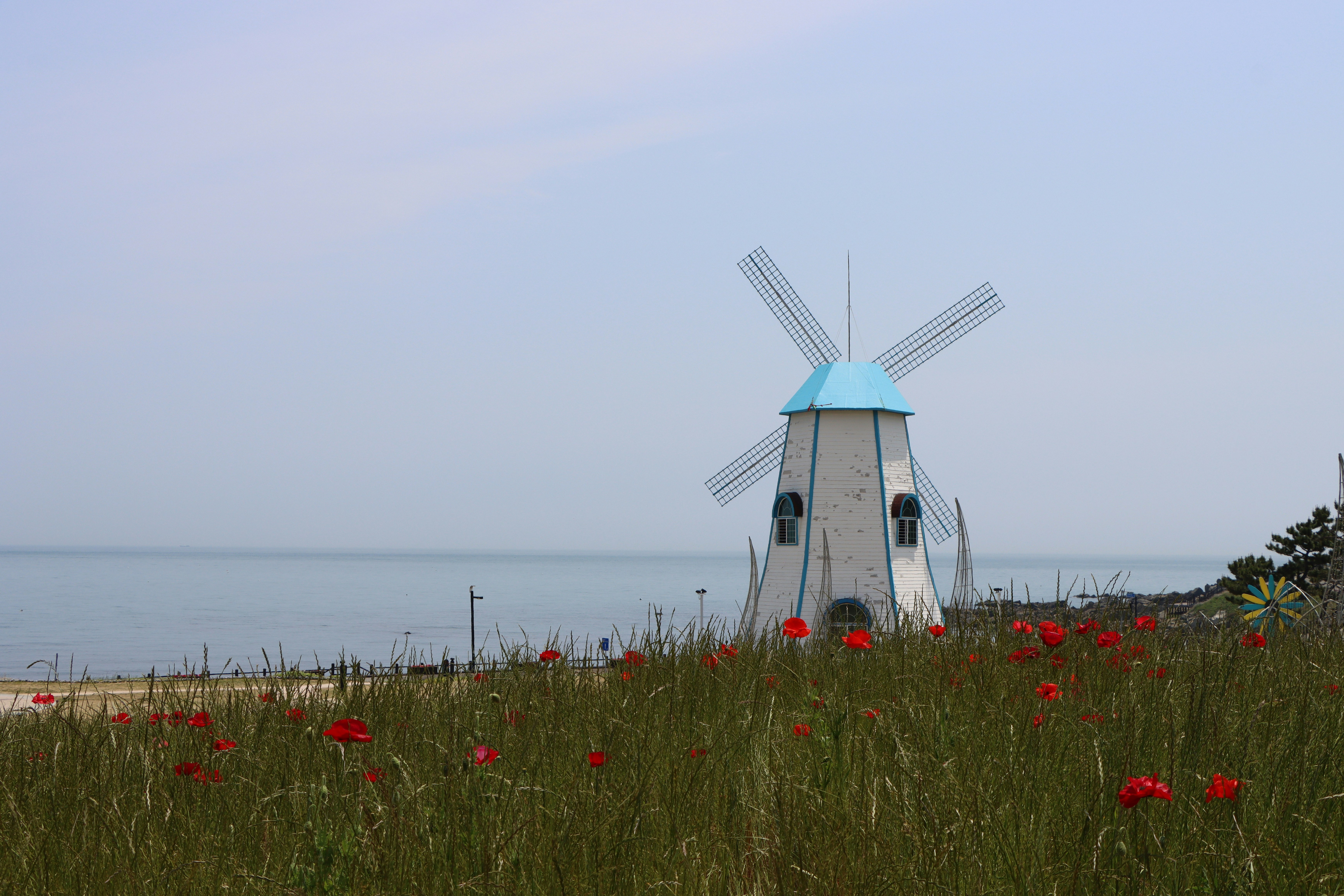 Azure-Roofed Windmill Over a Sea of Red Poppies