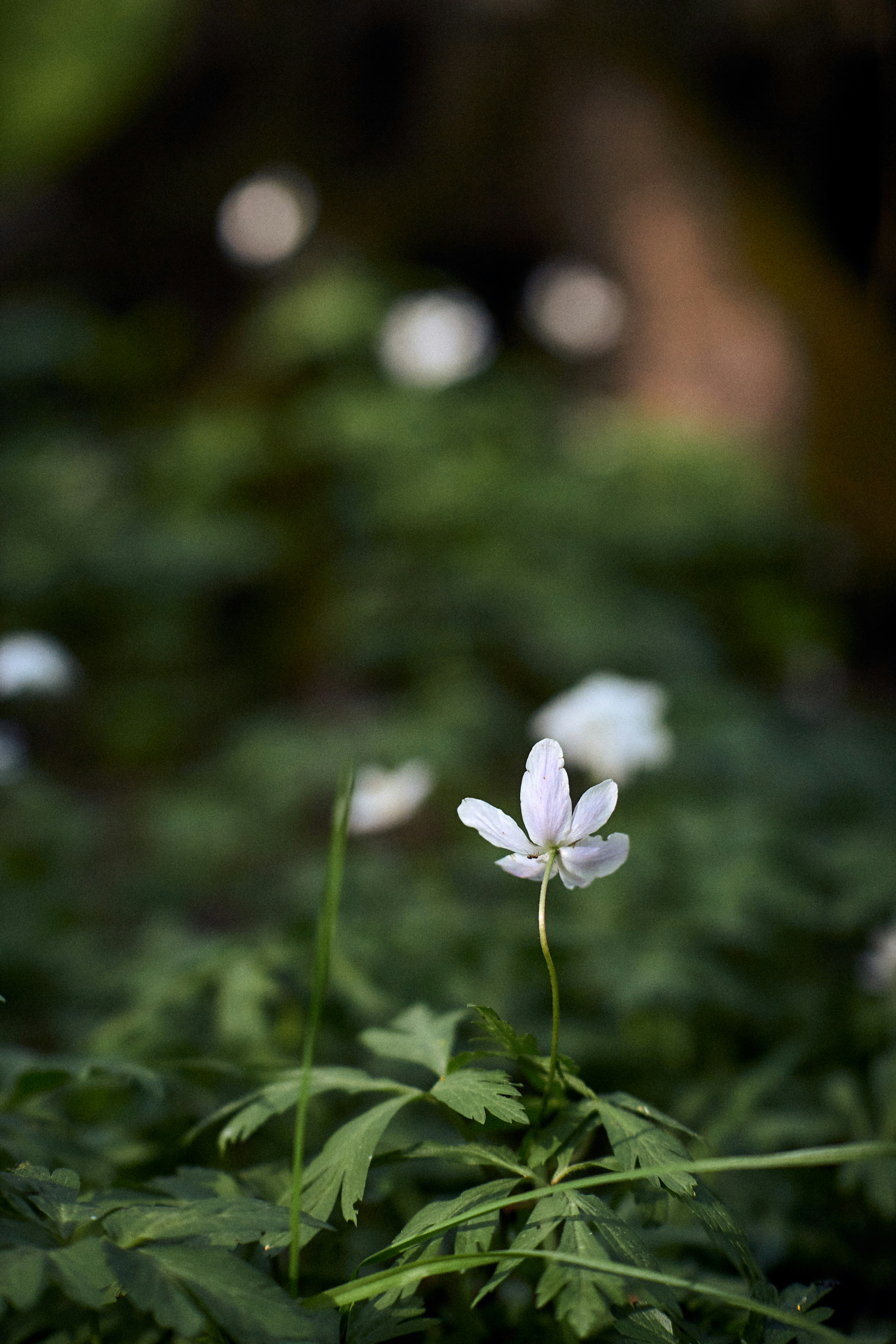 Single White Anemone Reaches Toward the Afternoon Light