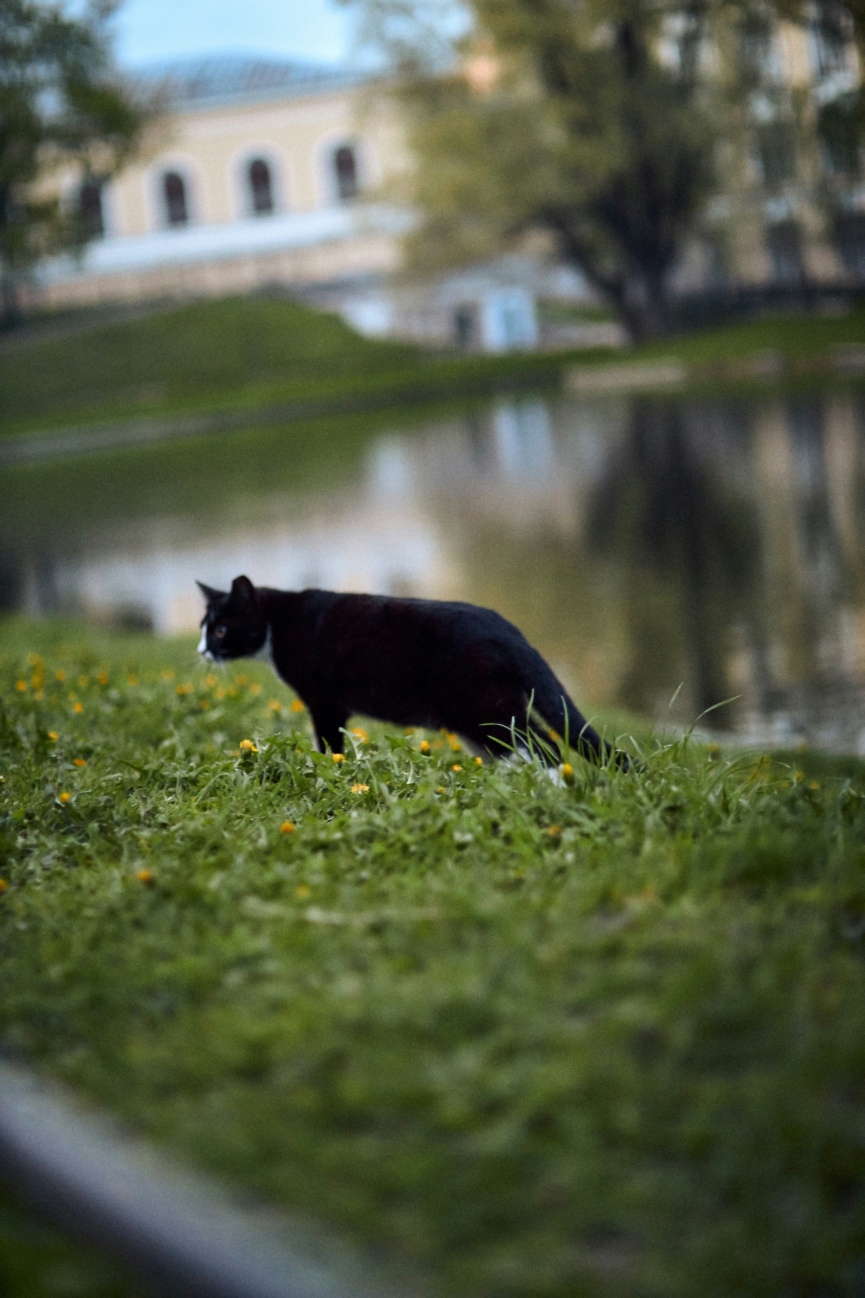 a black cat standing on top of a lush green field
