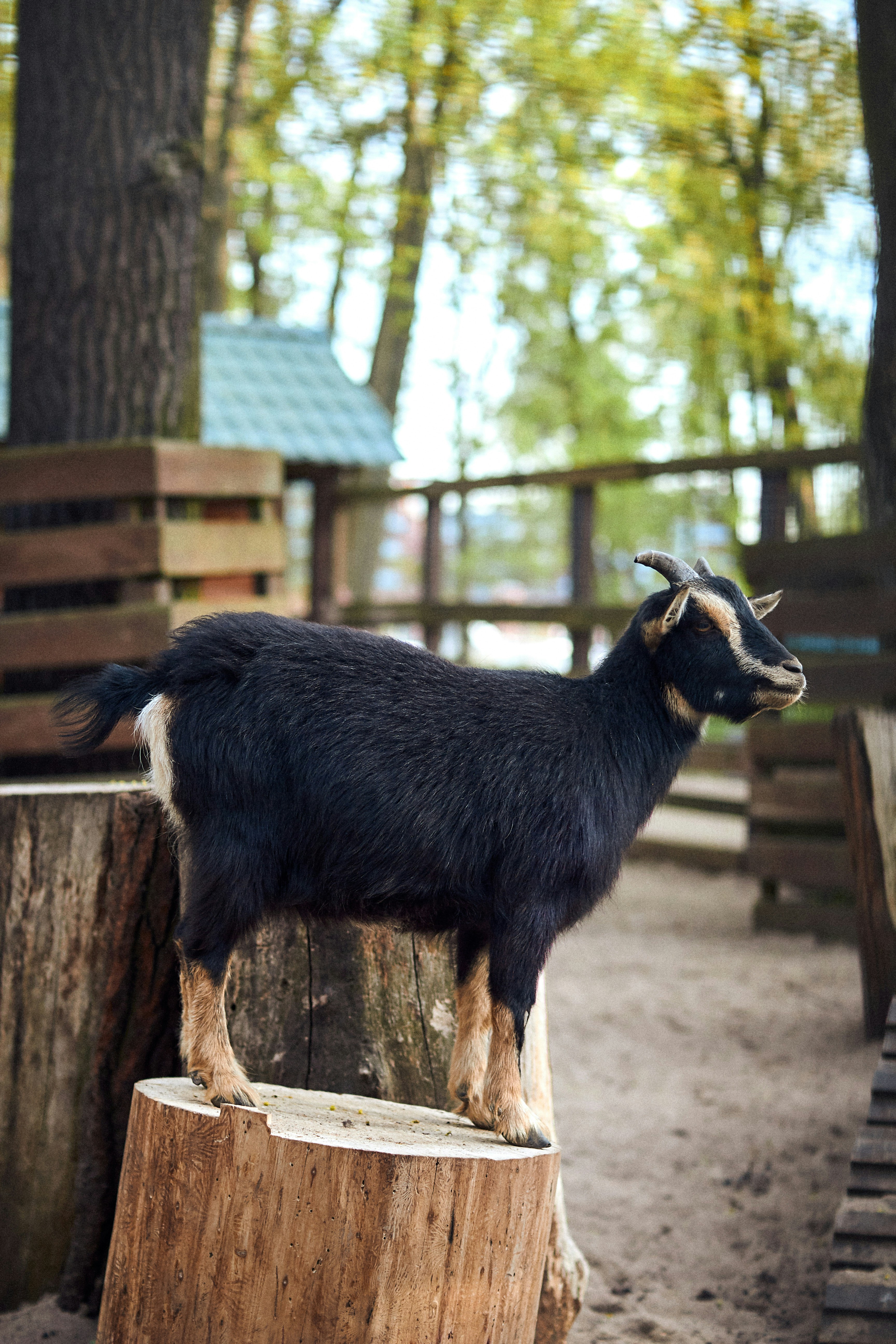 Stump Royalty: A Curious Goat Framed by Weathered Wood and Sunlight