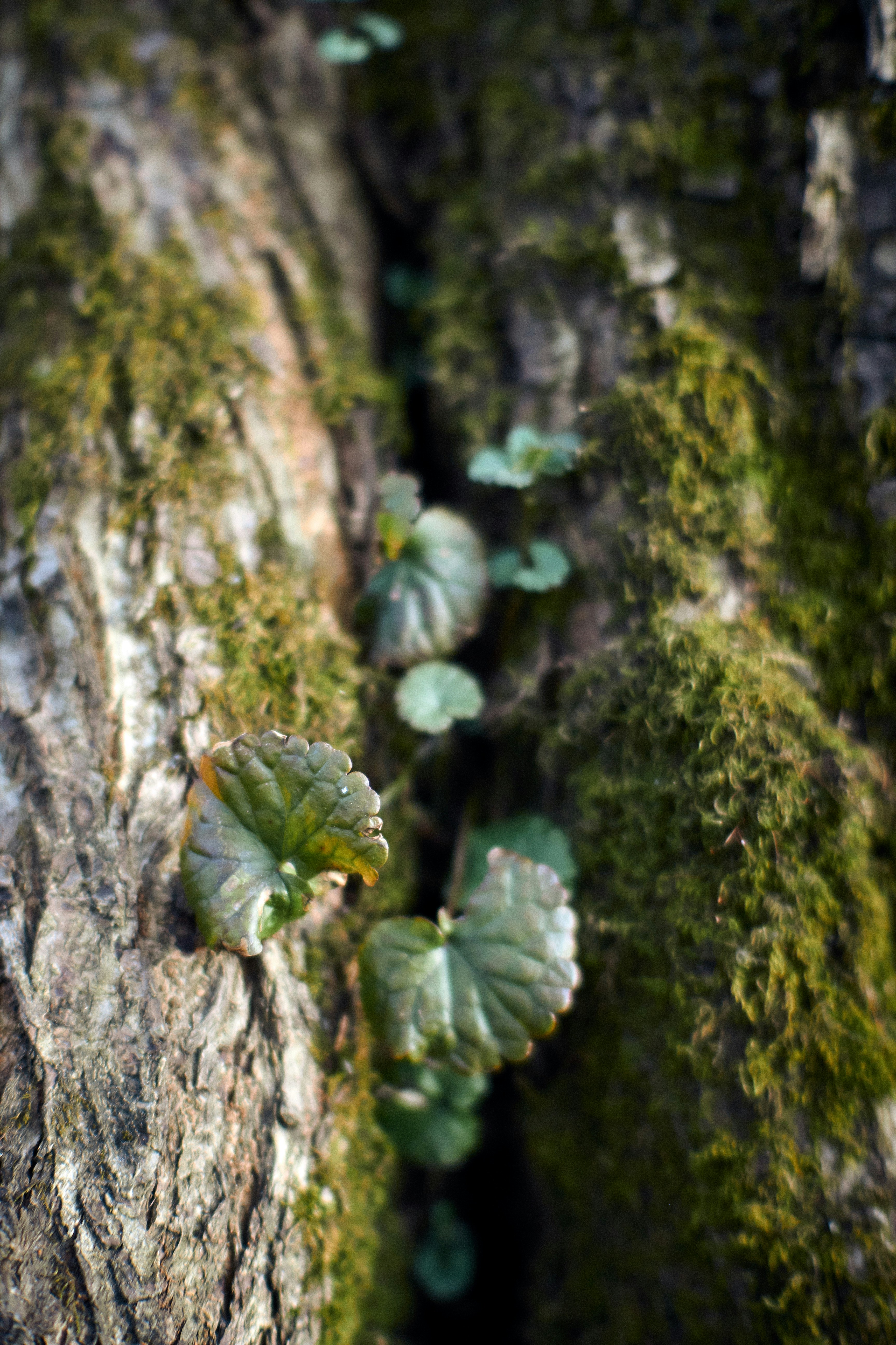 Green Ferns on Weathered Bark: Mossy Nook in Focus